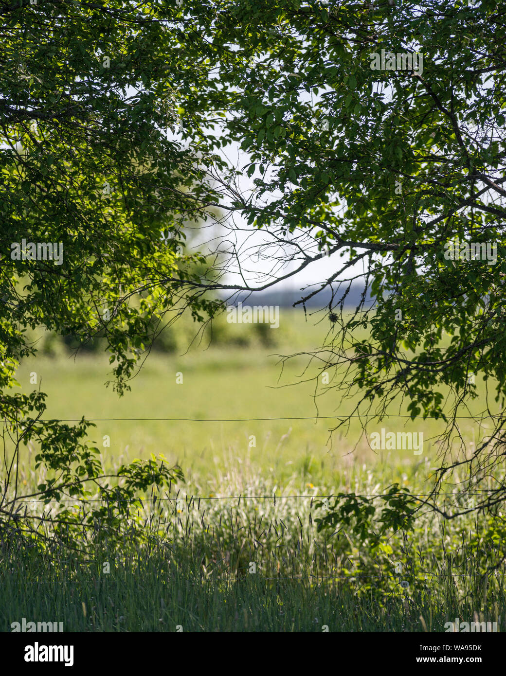 summer background with frame of grass field and leaves Stock Photo - Alamy
