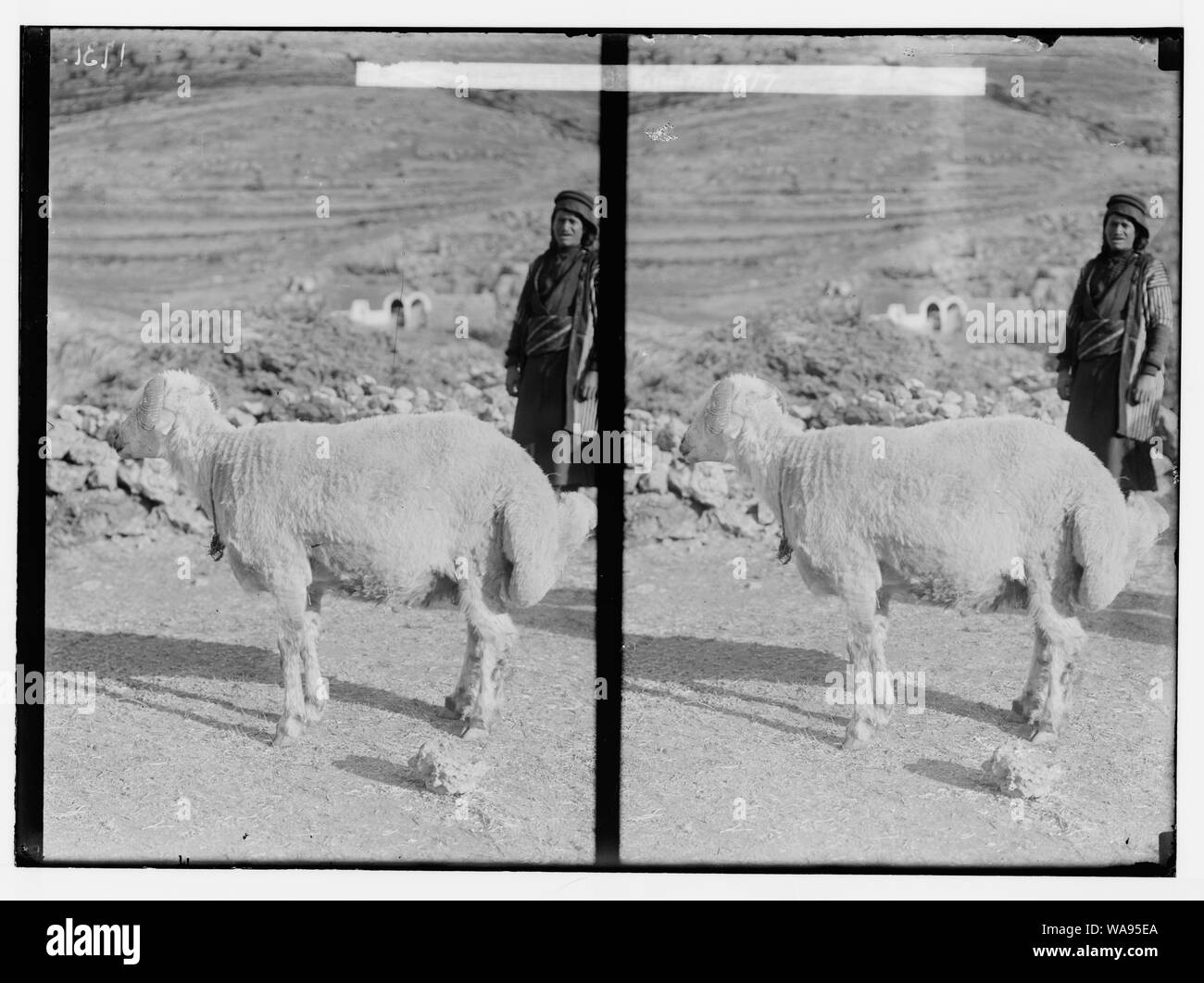 Fat tailed sheep hi-res stock photography and images - Alamy