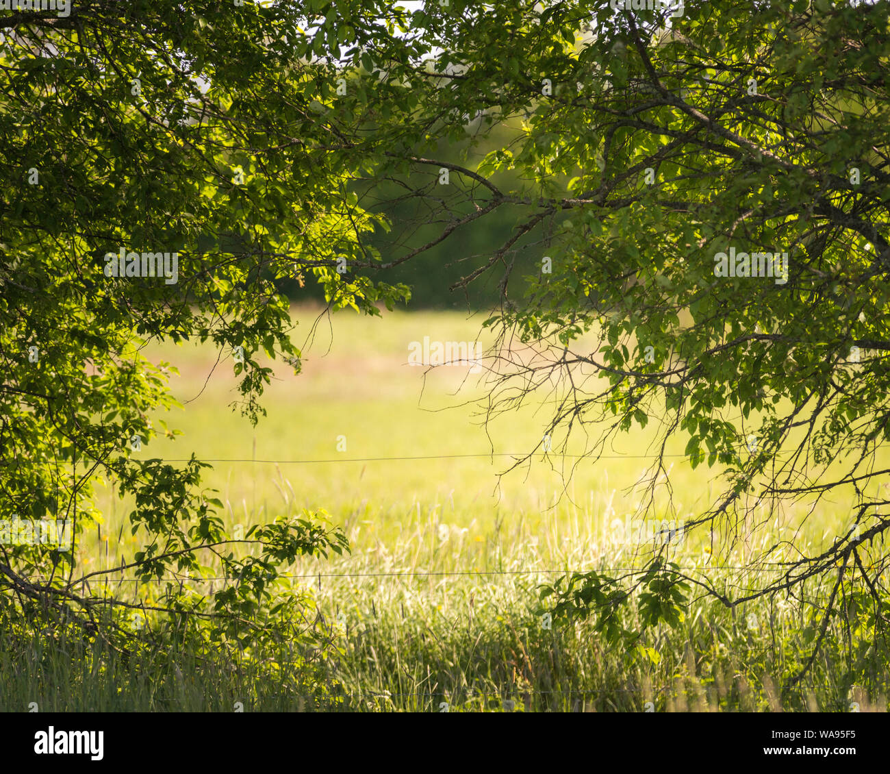 summer background with frame of grass field and leaves Stock Photo - Alamy
