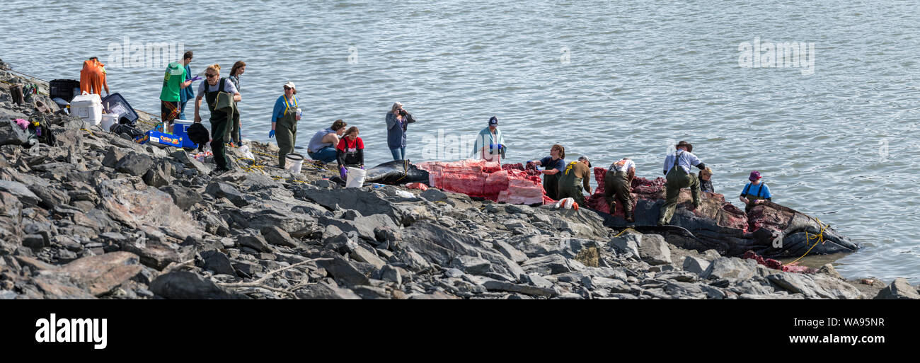 Panorama of native Alaskan people harvesting a humpback whale carcass ...
