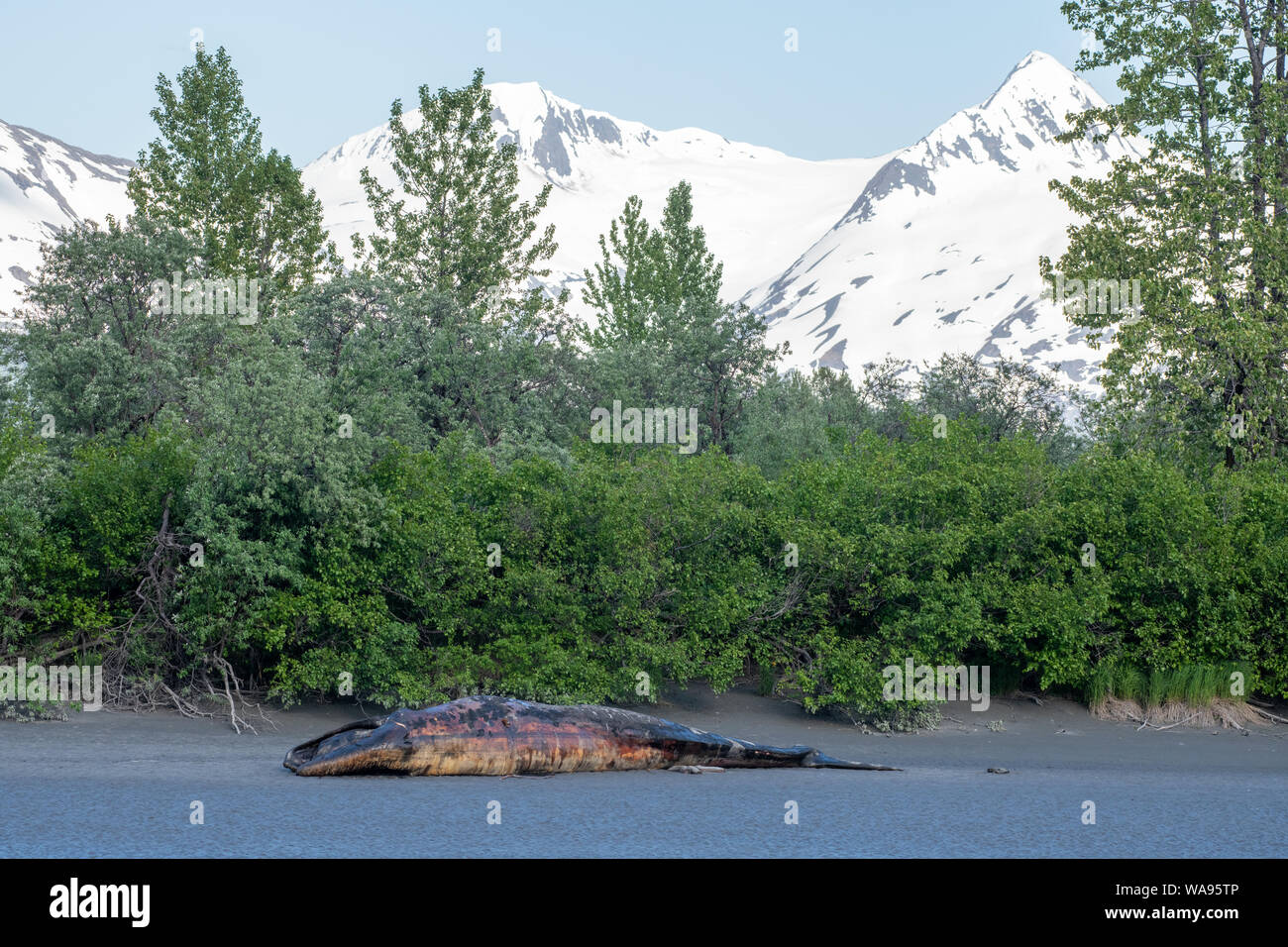 Beached grey whale lays dead on the shore in Portage, Alaska in the ...