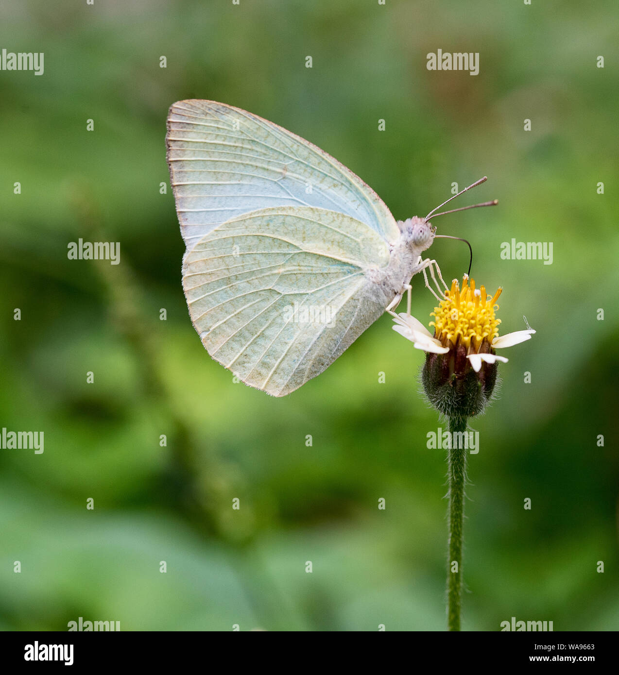 Wood white butterfly on Common daisy in the wild Stock Photo - Alamy