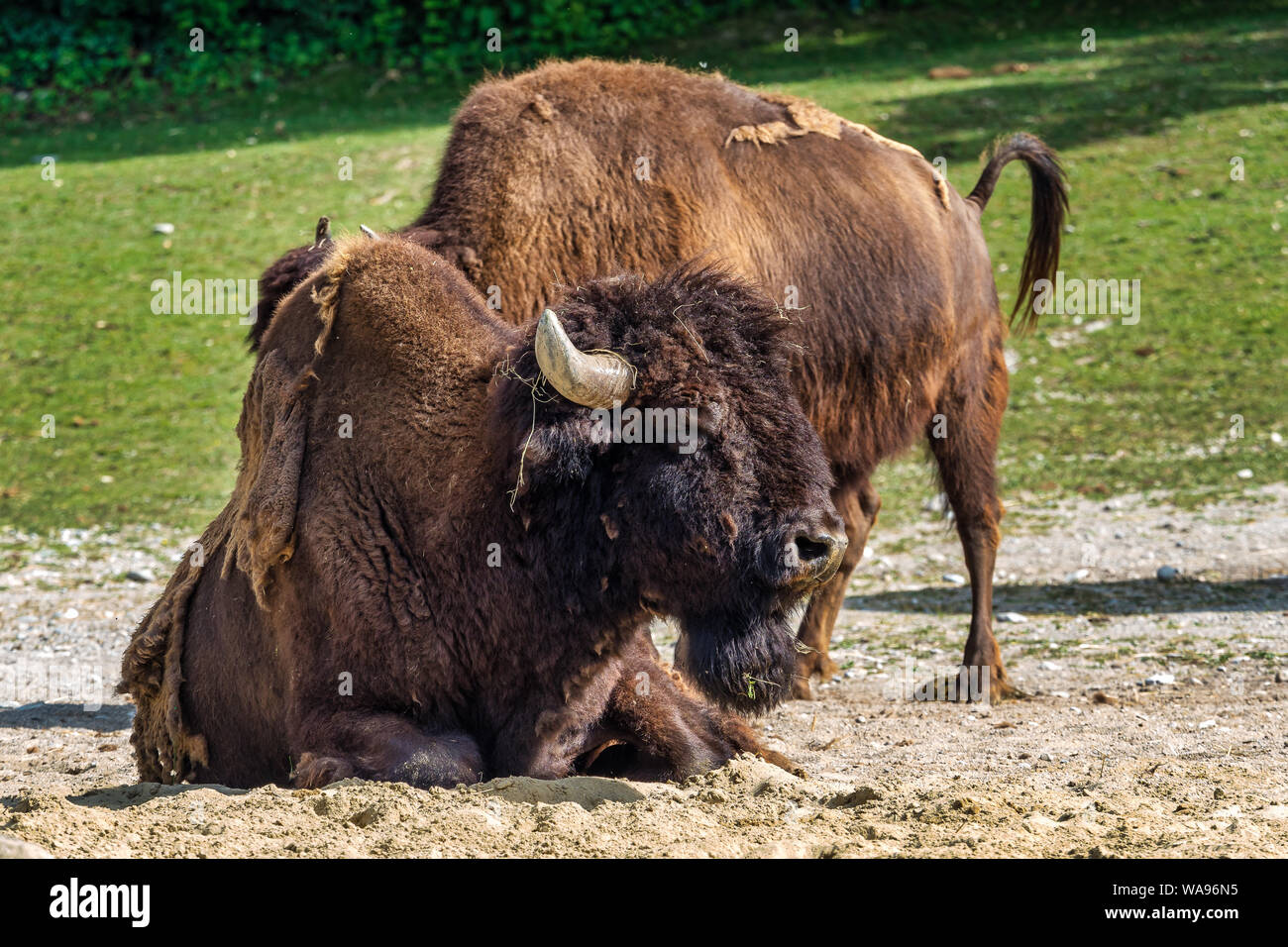 American buffalo known as bison, Bos bison in the zoo Stock Photo - Alamy