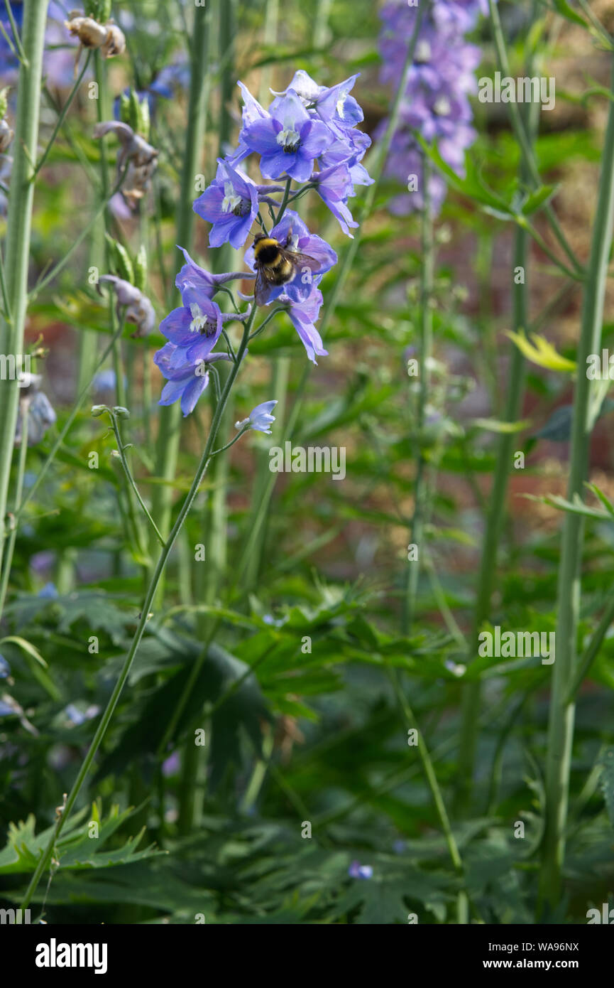 A bumble bee on a delphinium flower hi-res stock photography and images ...