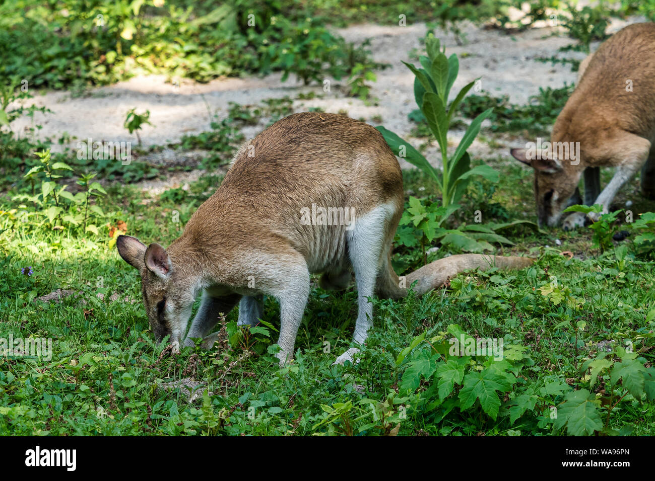 The agile wallaby, Macropus agilis also known as the sandy wallaby ...