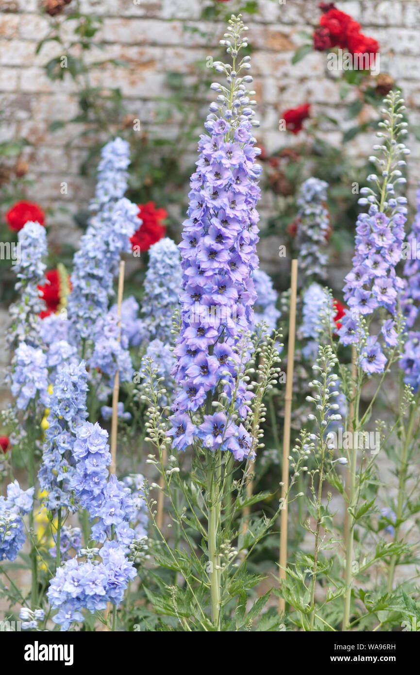Assorted Delphinium, Candle Delphinium Stock Photo - Alamy