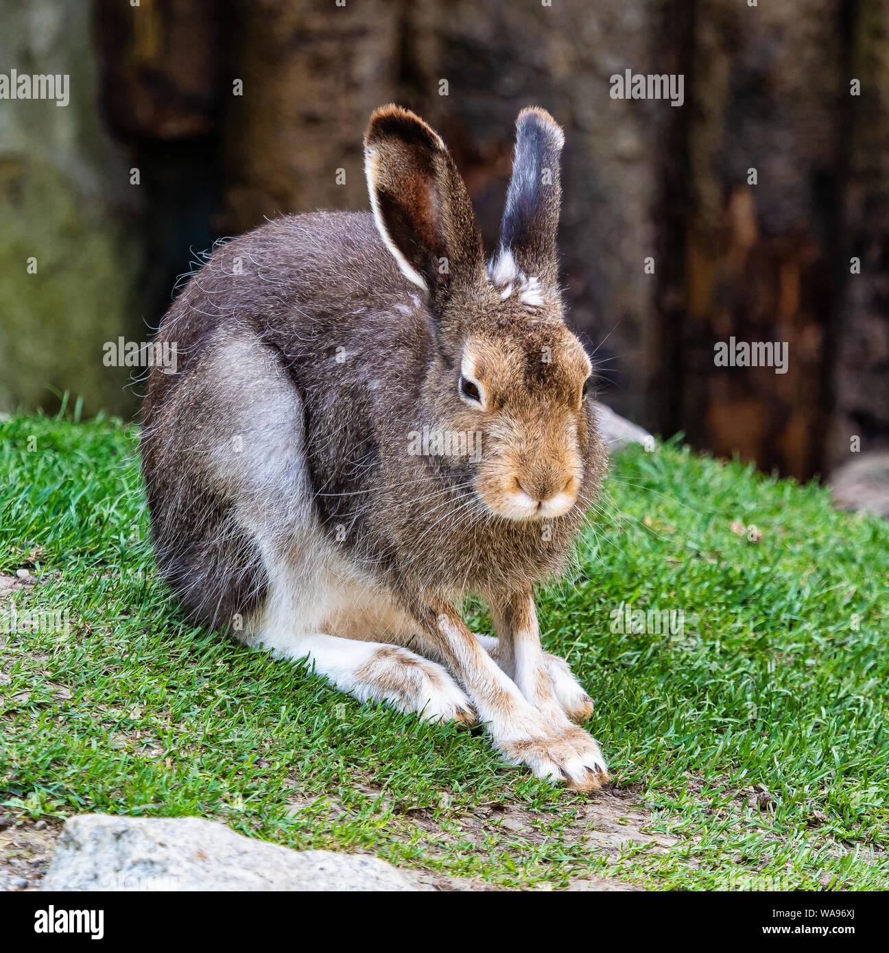 Mountain hare, Lepus timidus, also known as the white hare Stock Photo ...