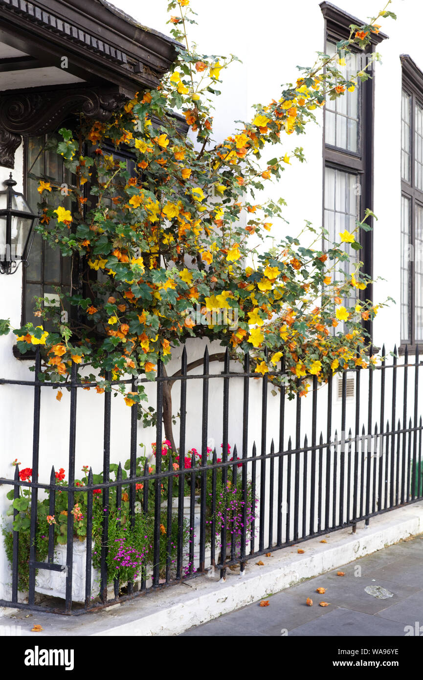 Streptosolen jamesonii, Marmalade Bush Stock Photo - Alamy