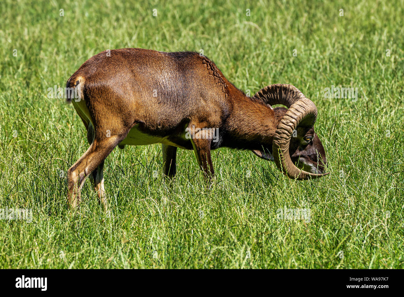 European mouflon, Ovis orientalis musimon. Wildlife animal Stock Photo ...