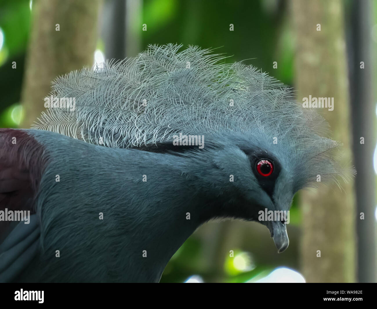 Common crowned pigeon hi-res stock photography and images - Alamy