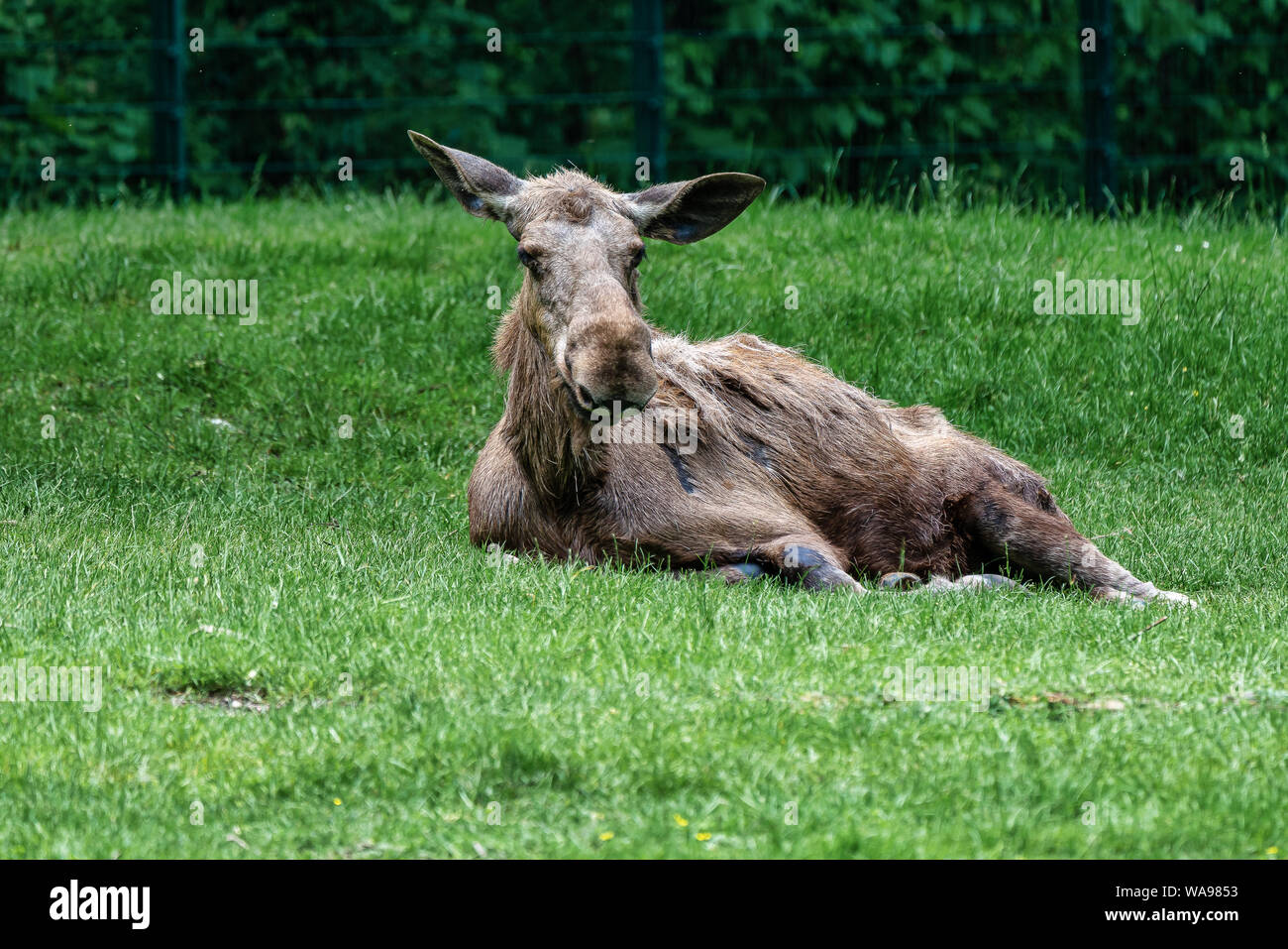 European Moose, Alces alces, also known as the elk Stock Photo - Alamy