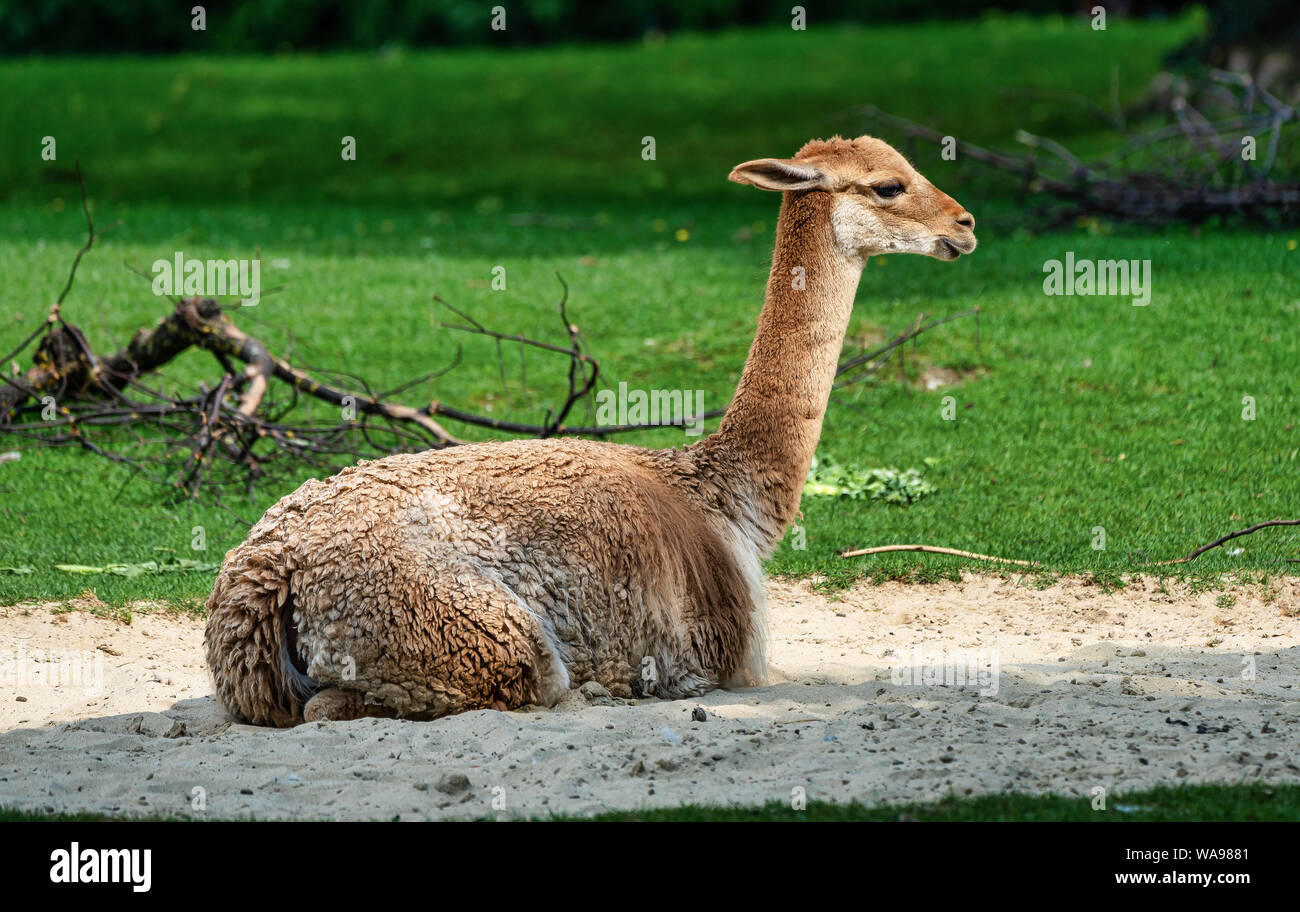 Vicunas, Vicugna Vicugna, relatives of the llama Stock Photo - Alamy
