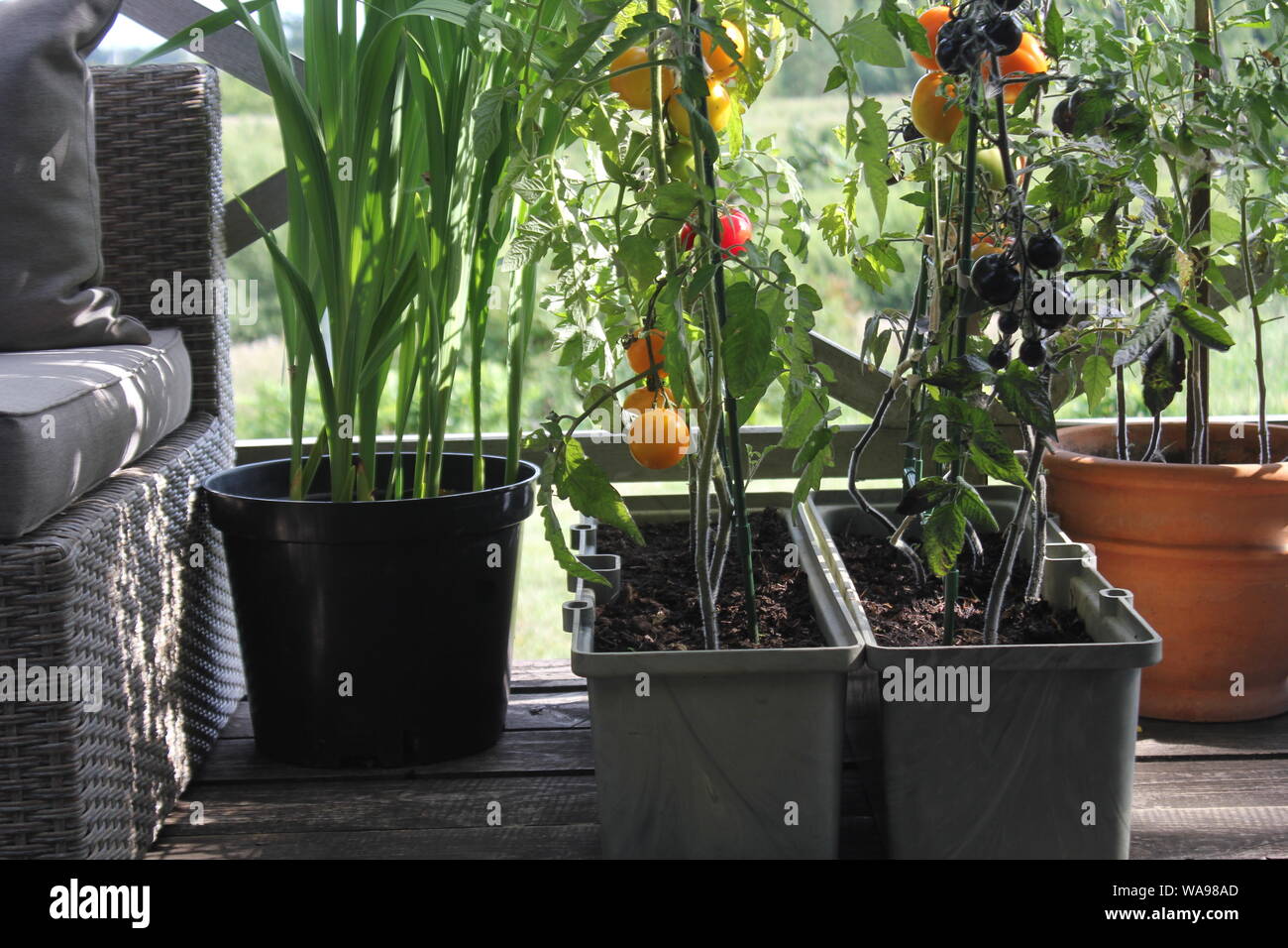 Container vegetables gardening. Vegetable garden on a terrace. Red ...