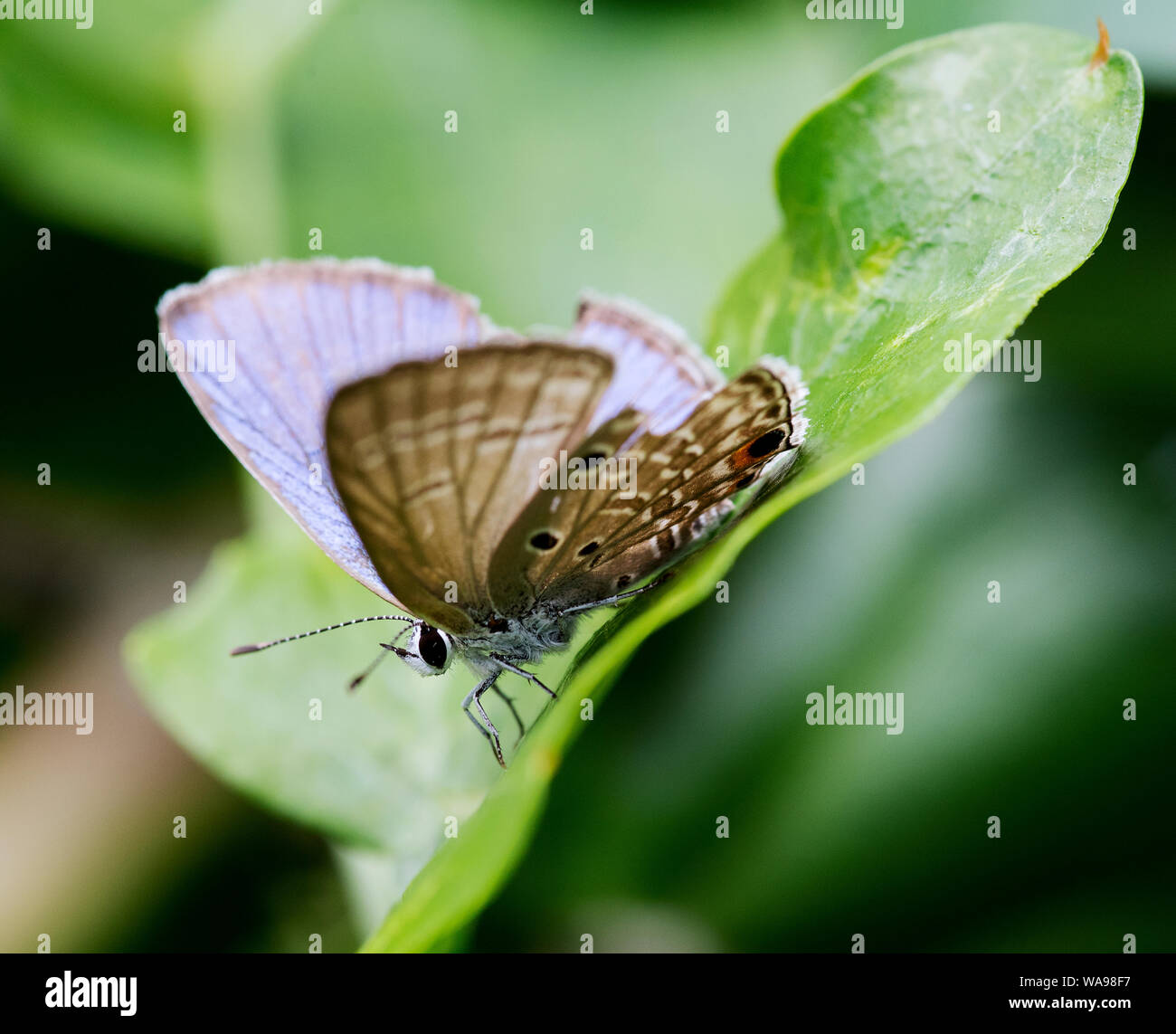Diverse family of butterflies hi-res stock photography and images - Alamy