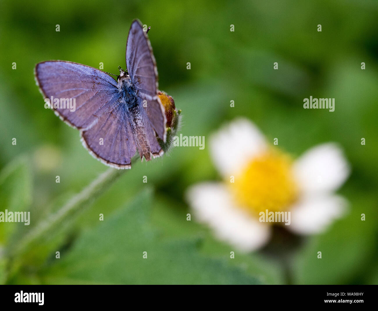 Summer in palearctic hi-res stock photography and images - Alamy