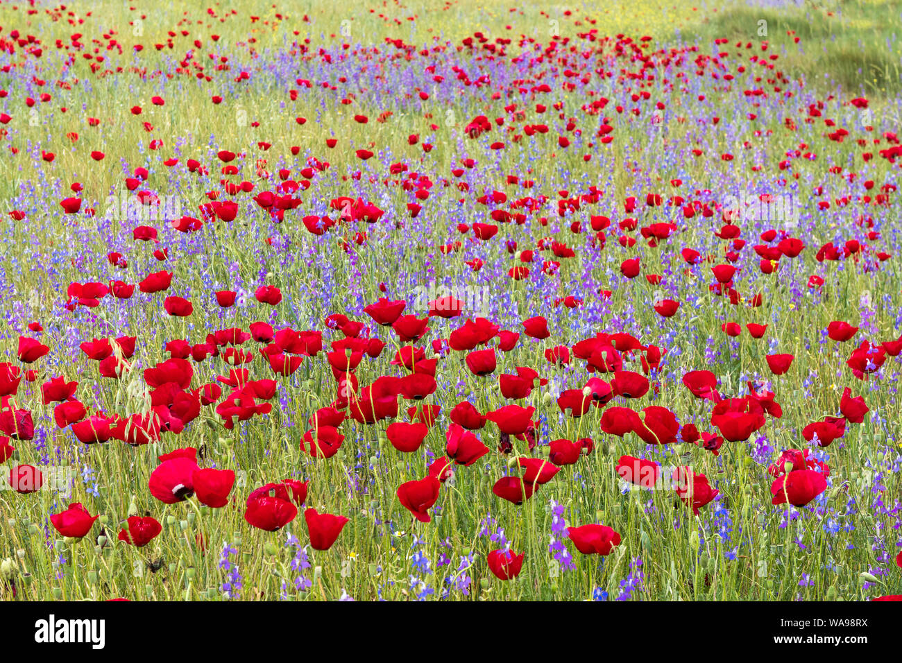 May in Arcadia, a riot of wild flowers in the fields, near Dimitsana ...