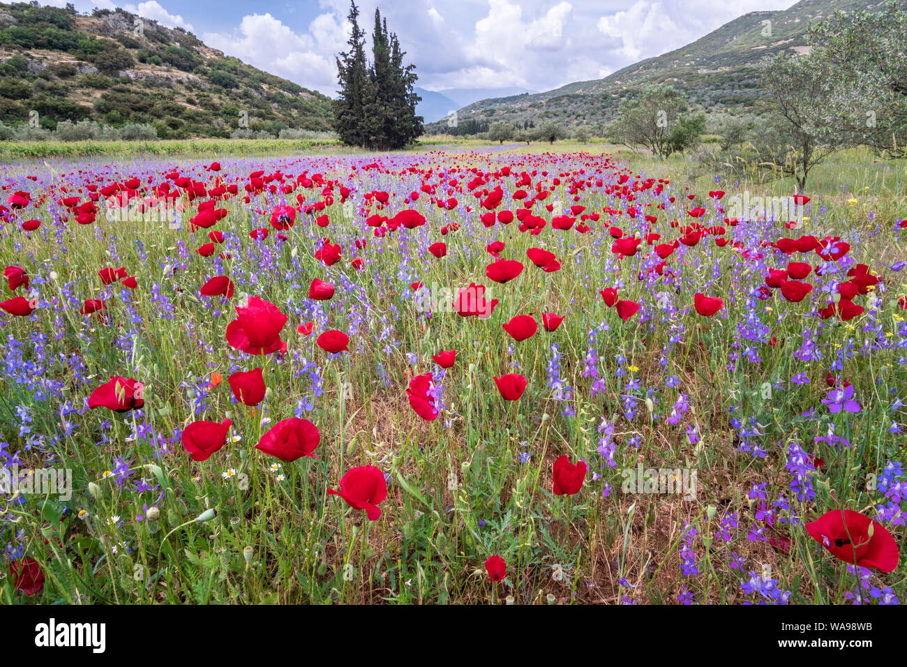 May in Arcadia, a riot of wild flowers in the fields, near Dimitsana ...