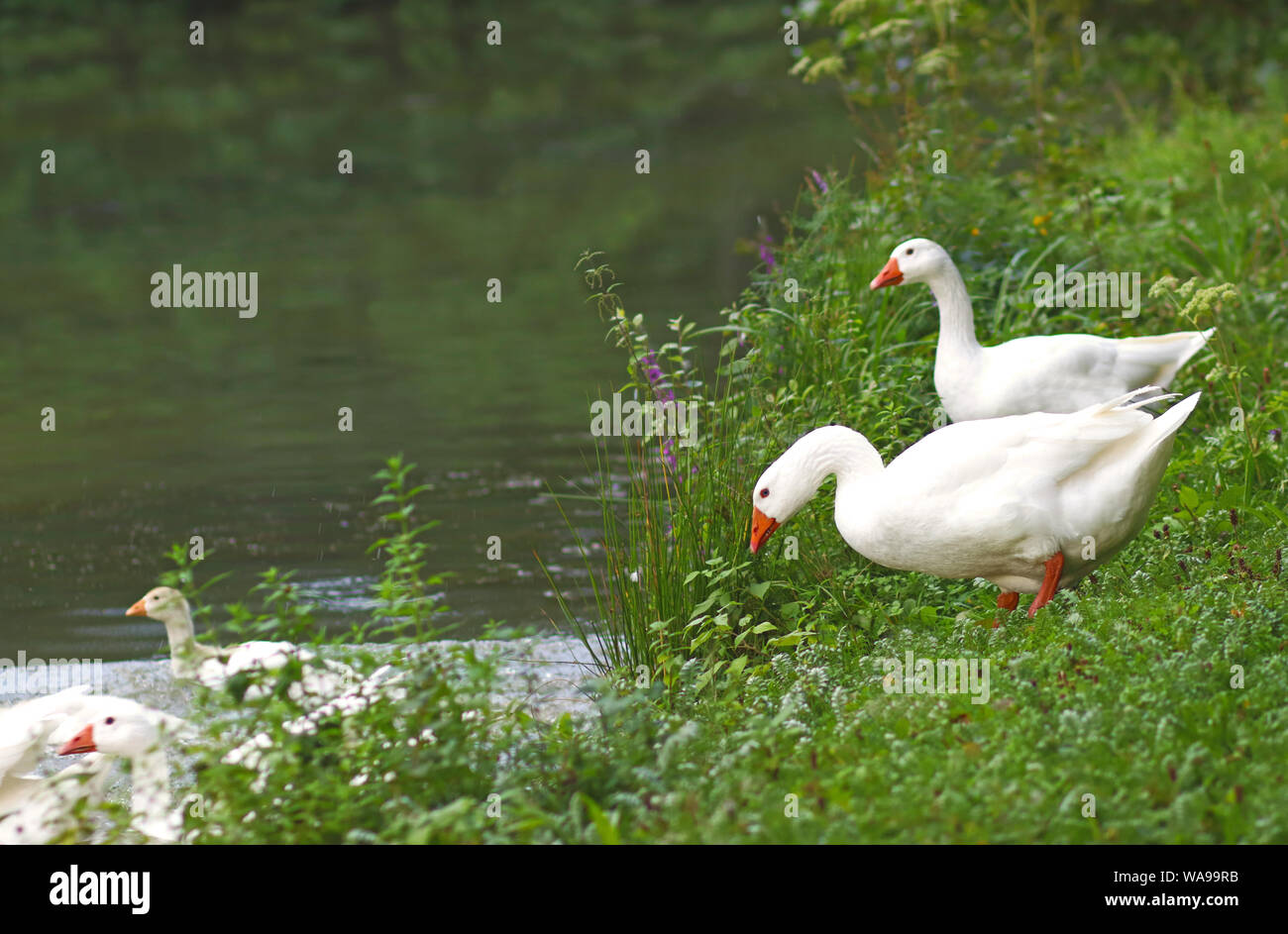 Two white ducks hi-res stock photography and images - Alamy