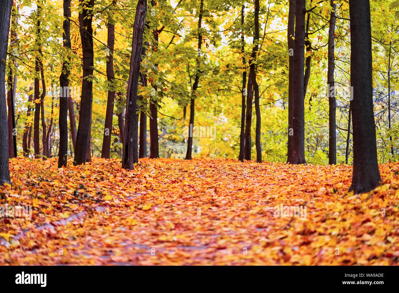 Old park in autumn, path with many fallen maple leaves. Fall, walking ...