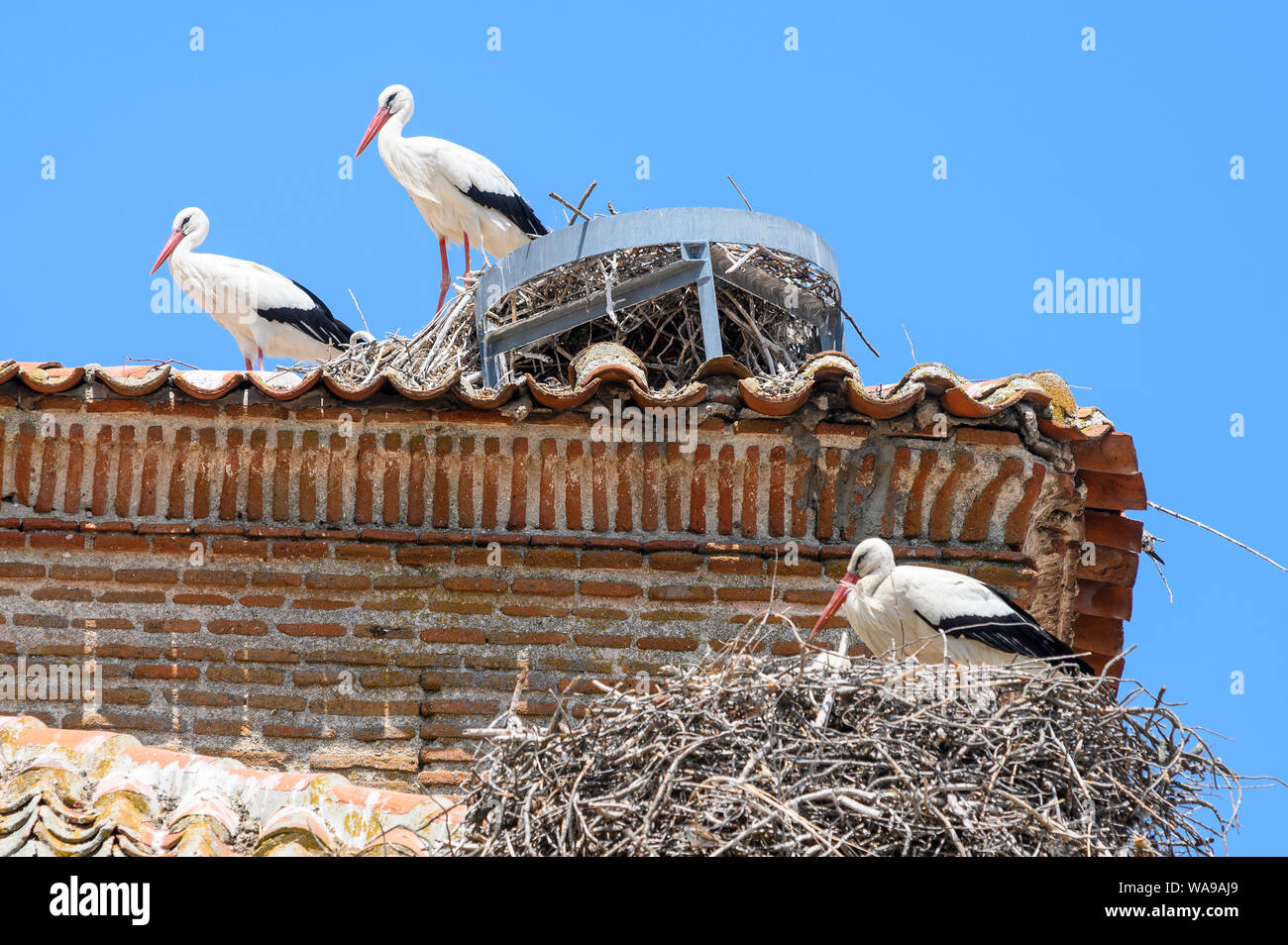 Storks nests hi-res stock photography and images - Alamy