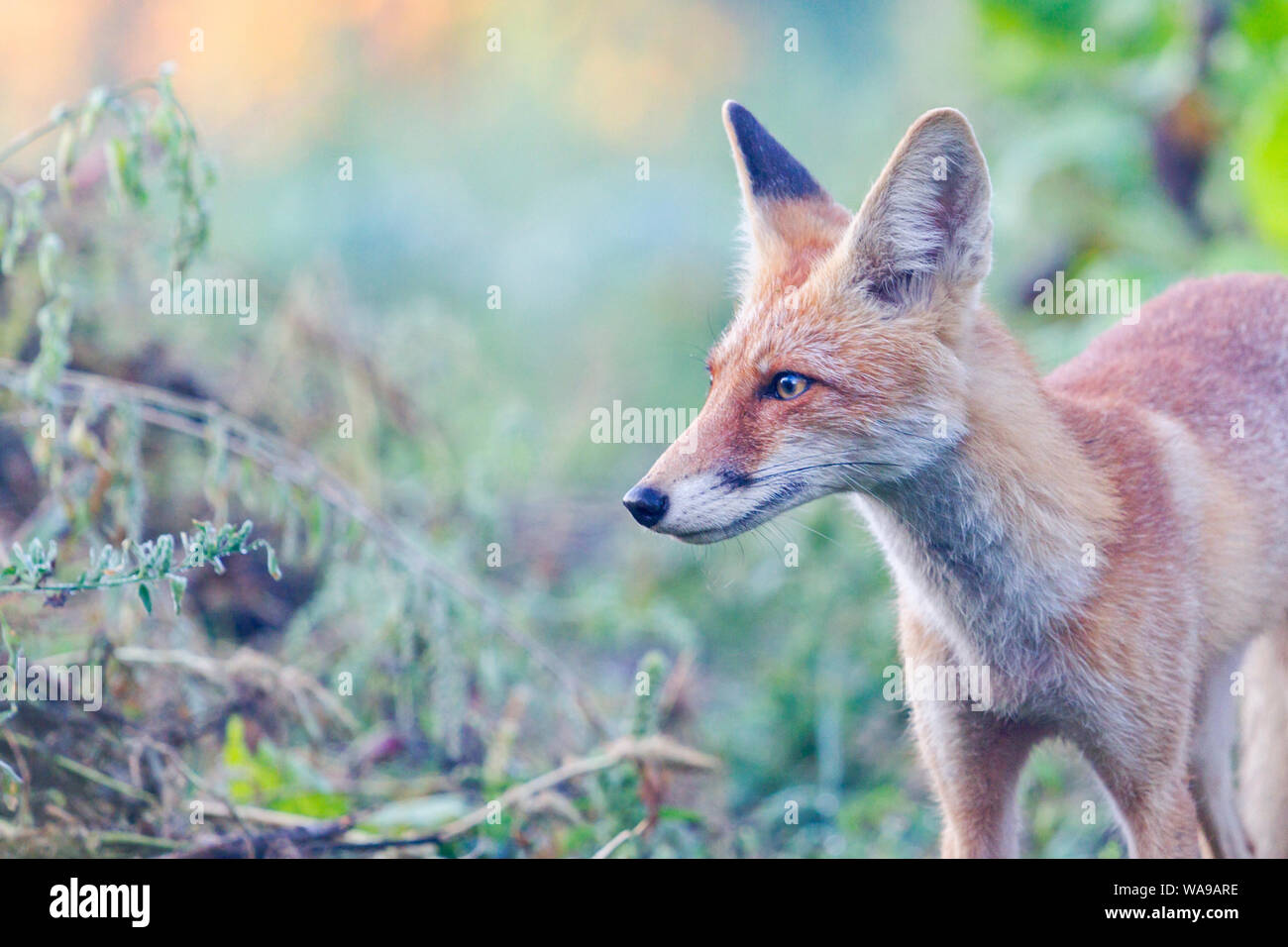 Pup red fox looks in hi-res stock photography and images - Alamy