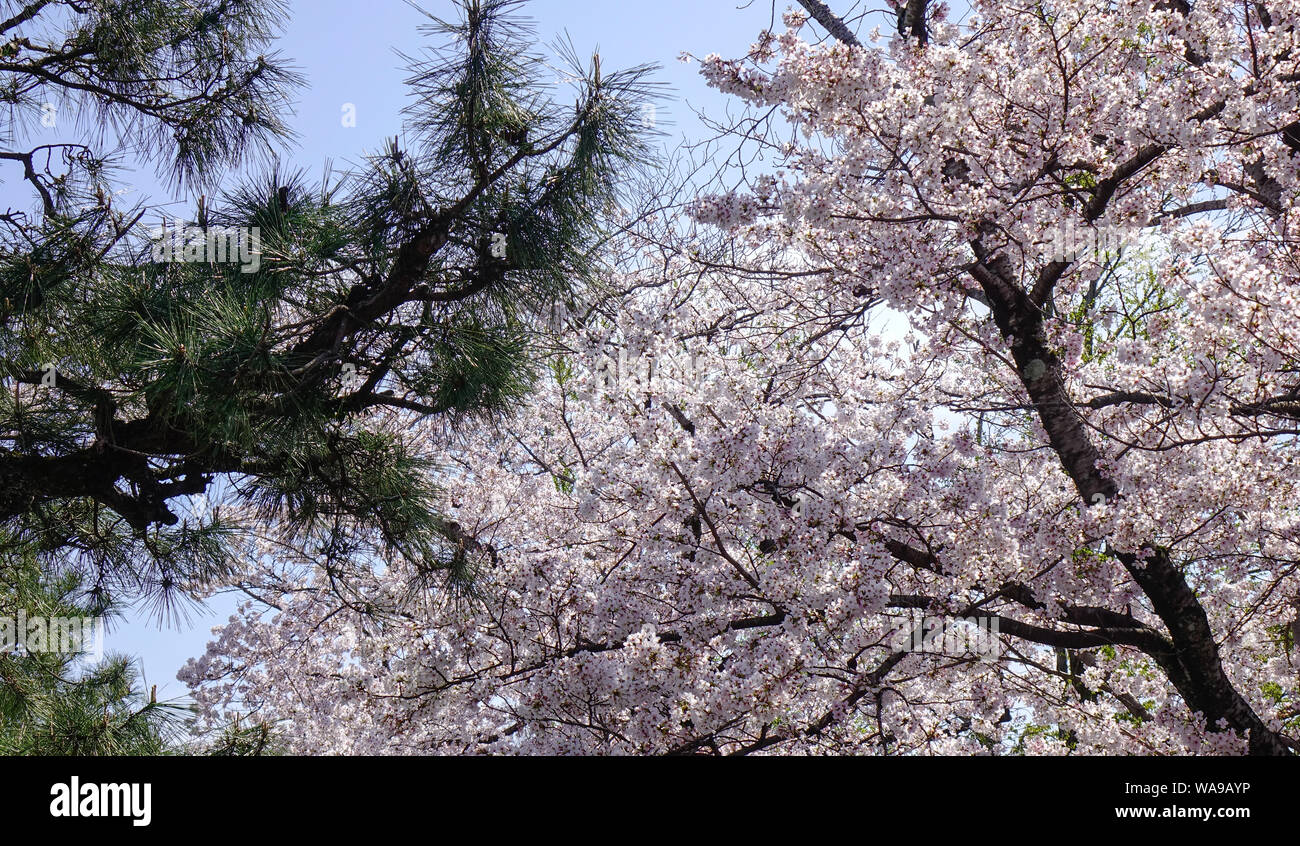 Cherry blossom (hanami) in Kyoto, Japan. Cherry blossom festivals are ...
