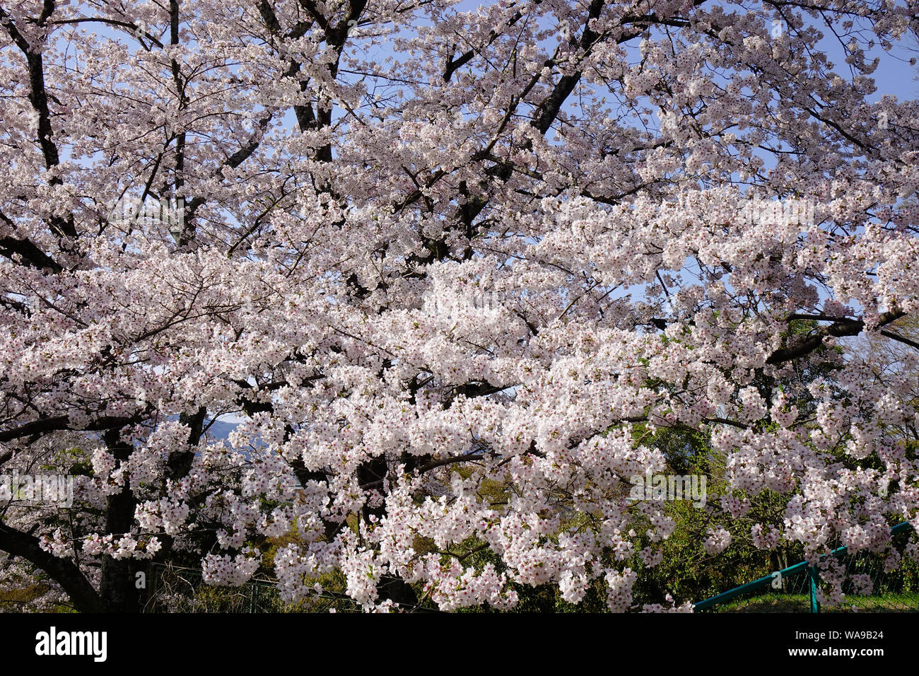Cherry blossom (hanami) in Kyoto, Japan. Cherry blossom festivals are ...
