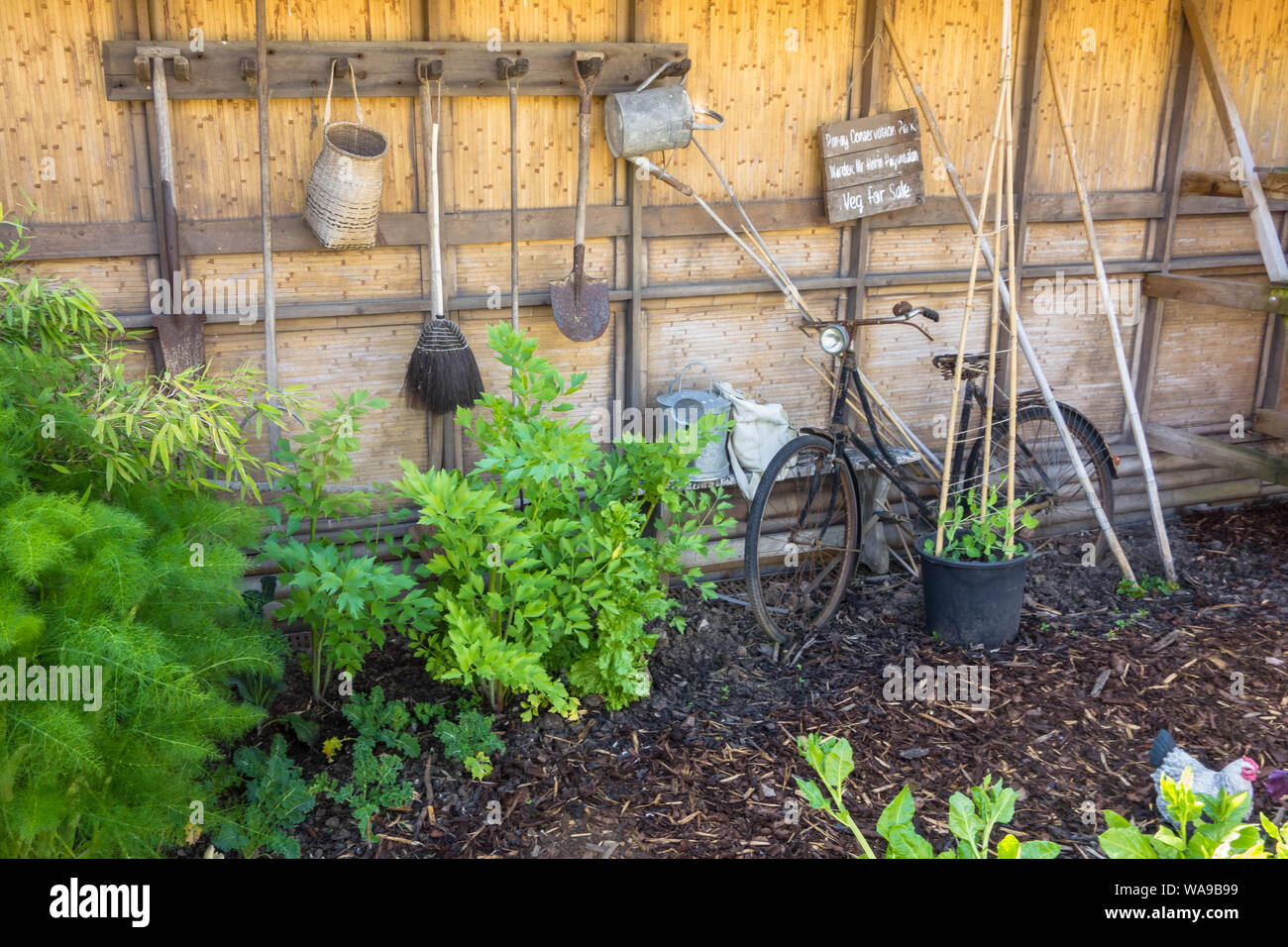 Gardening tools hung on cane fencing, with plants and cycle around ...