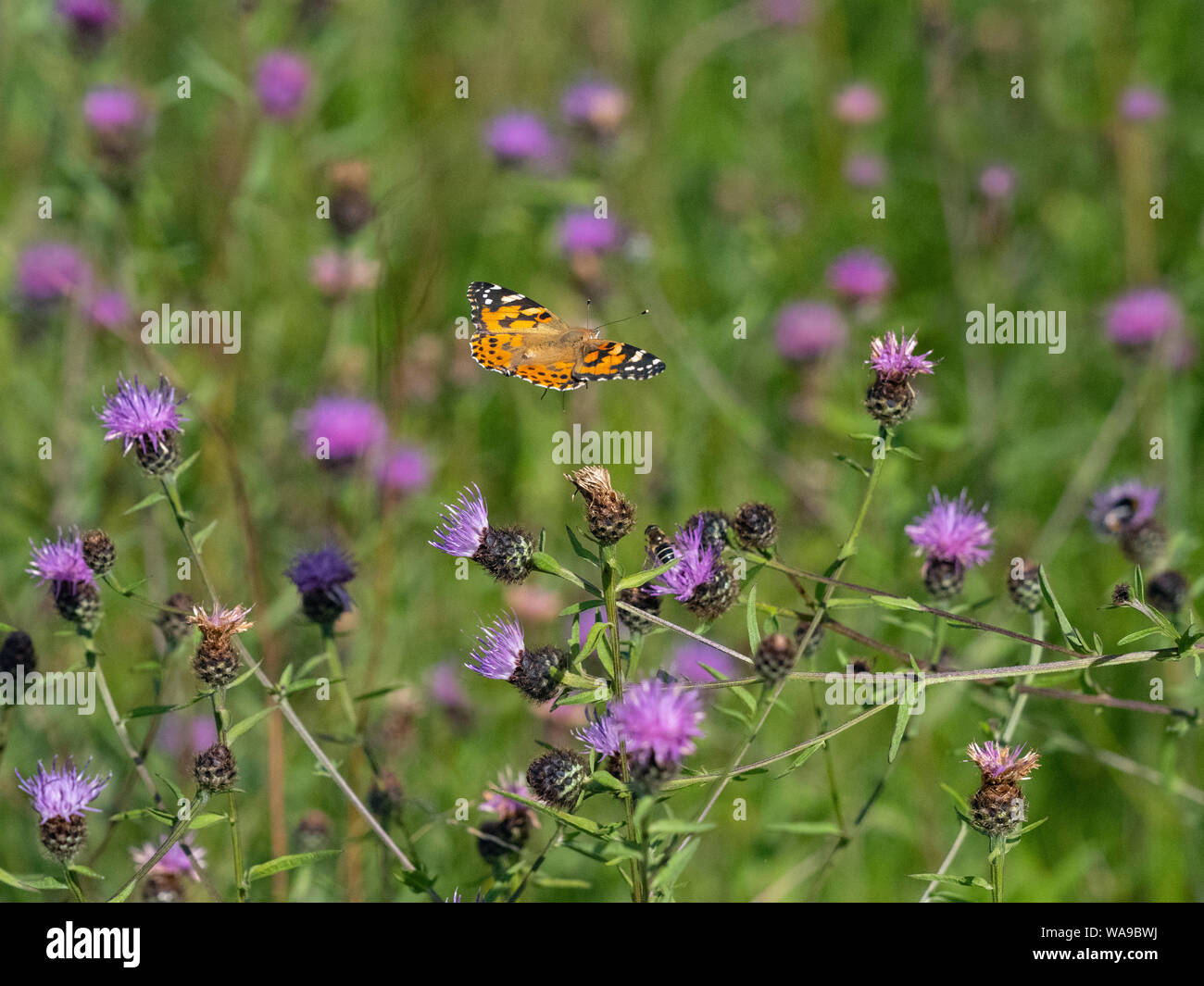 Painted Lady Butterfly Cynthia cardui feeding on knapweed flowers in ...