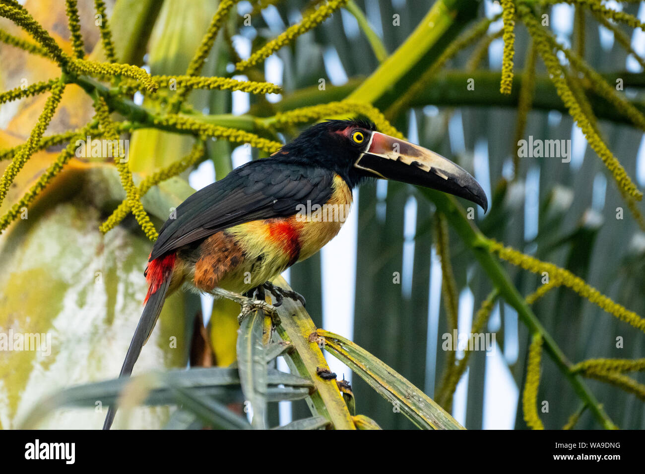 Collared aracari (Pteroglossus torquatus Stock Photo - Alamy