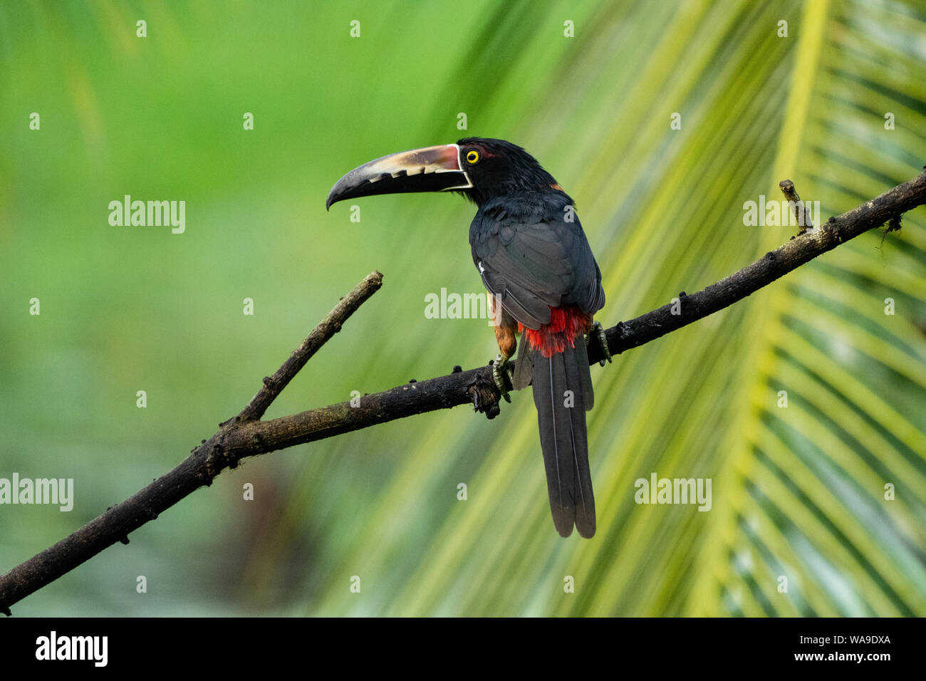Collared aracari (Pteroglossus torquatus Stock Photo - Alamy
