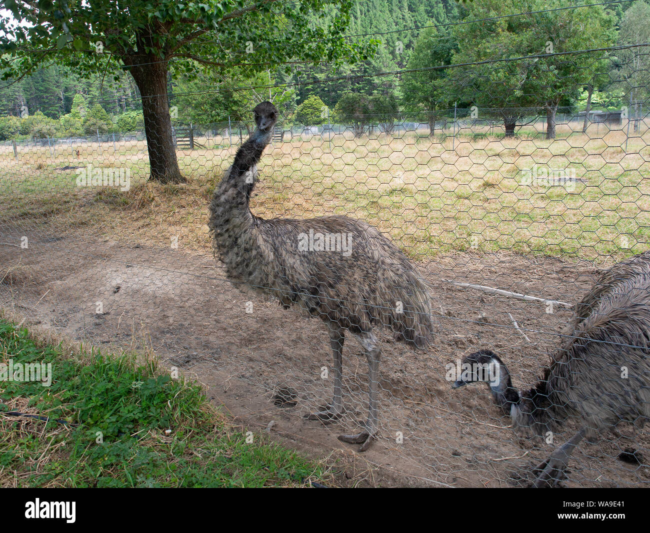 Two Emus On A Farm Stock Photo - Alamy