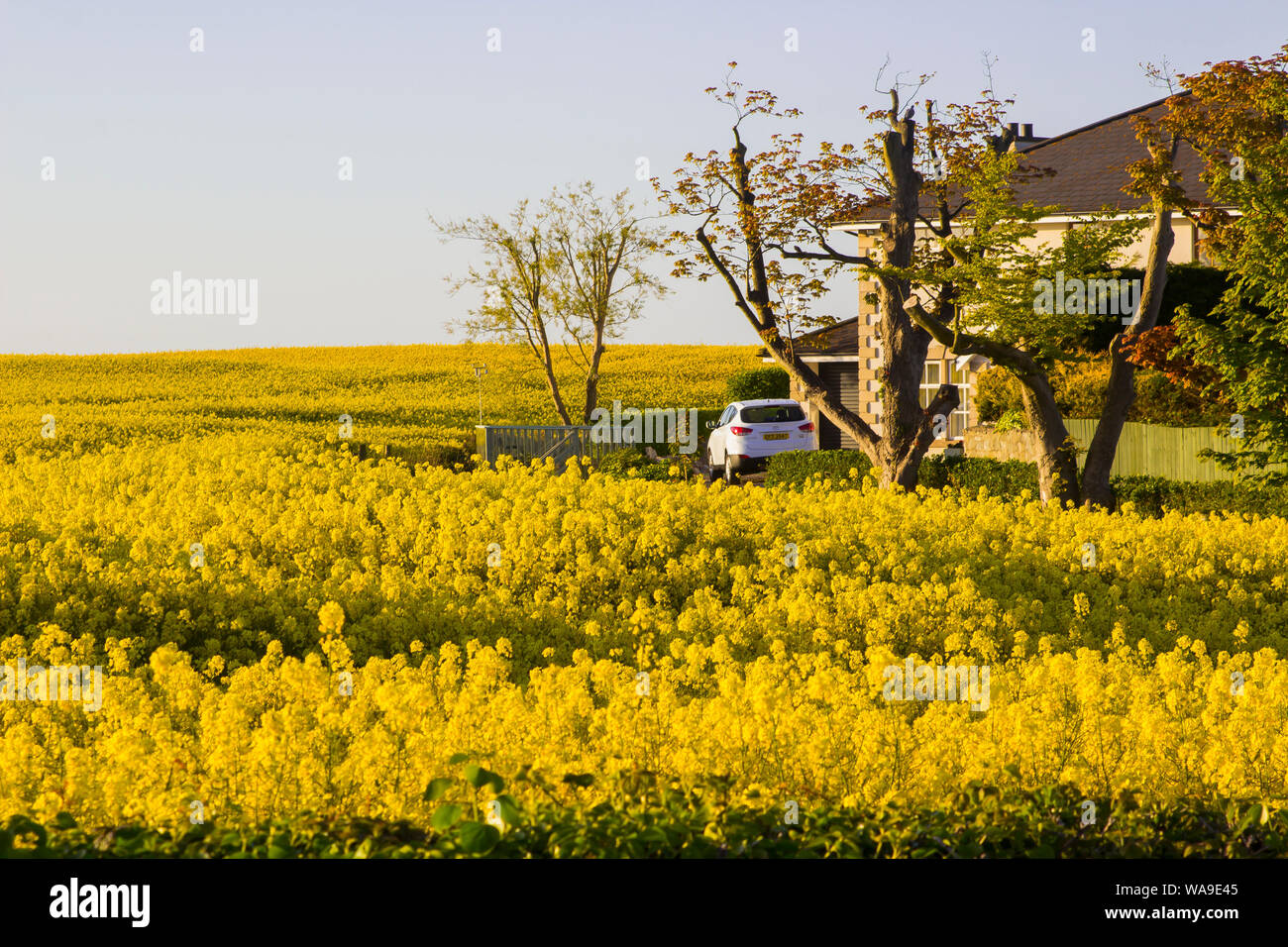 A field of oil seed Rape in full flower in a County Down field. This ...