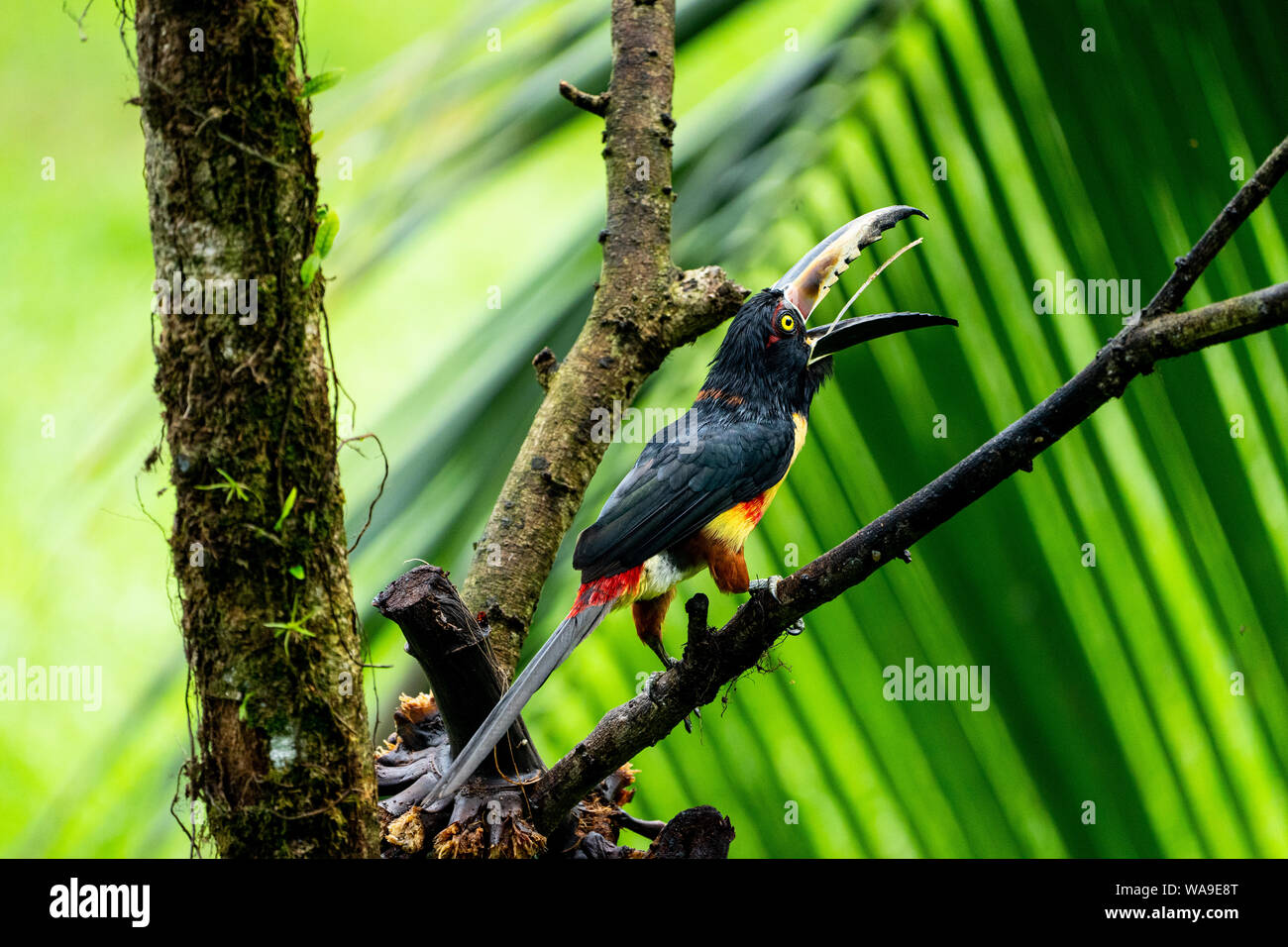 Collared aracari (Pteroglossus torquatus Stock Photo - Alamy