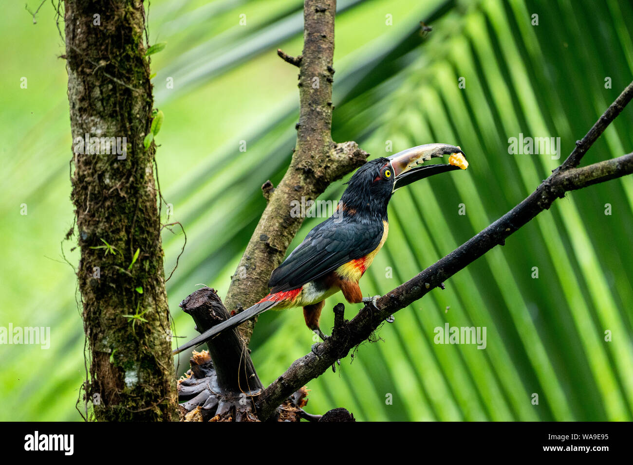 Collared aracari (Pteroglossus torquatus Stock Photo - Alamy