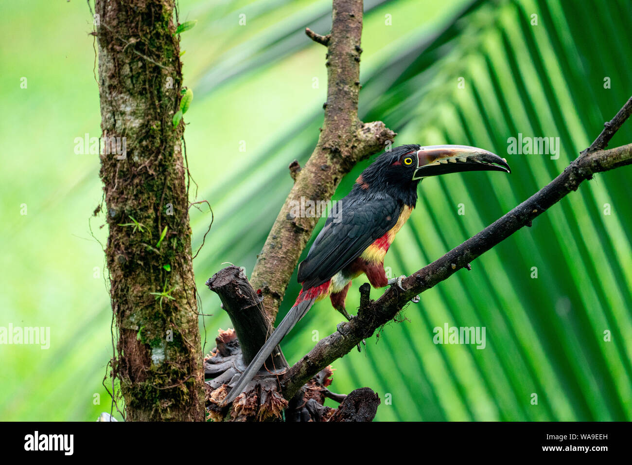 Collared aracari (Pteroglossus torquatus Stock Photo - Alamy