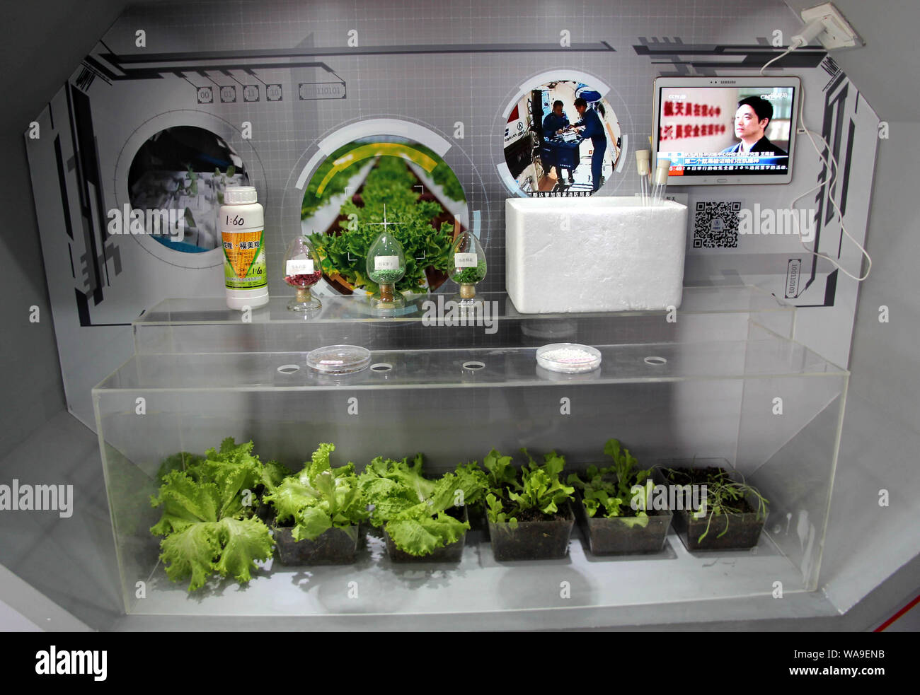 -FILE- Lettuce growing at Tiangong-2 Space Laboratory in the space is ...