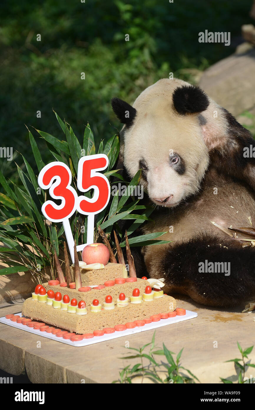 --FILE--The world's oldest captive giant panda Xinxing eats bamboo ...