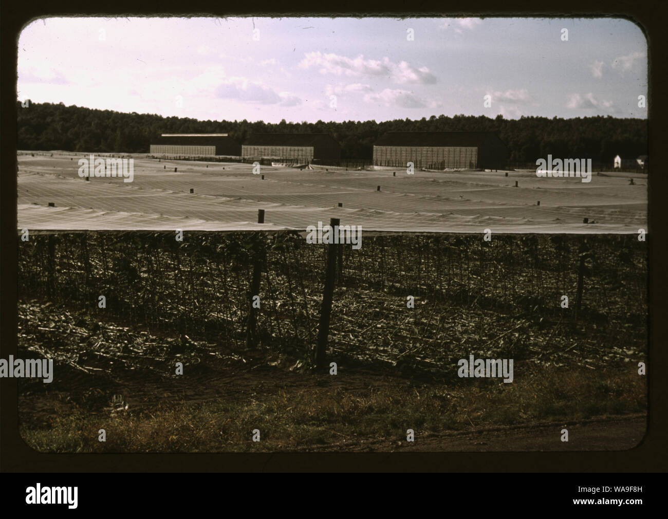 Cheesecloth covering used in growing shade grown tobacco; the stalks ...