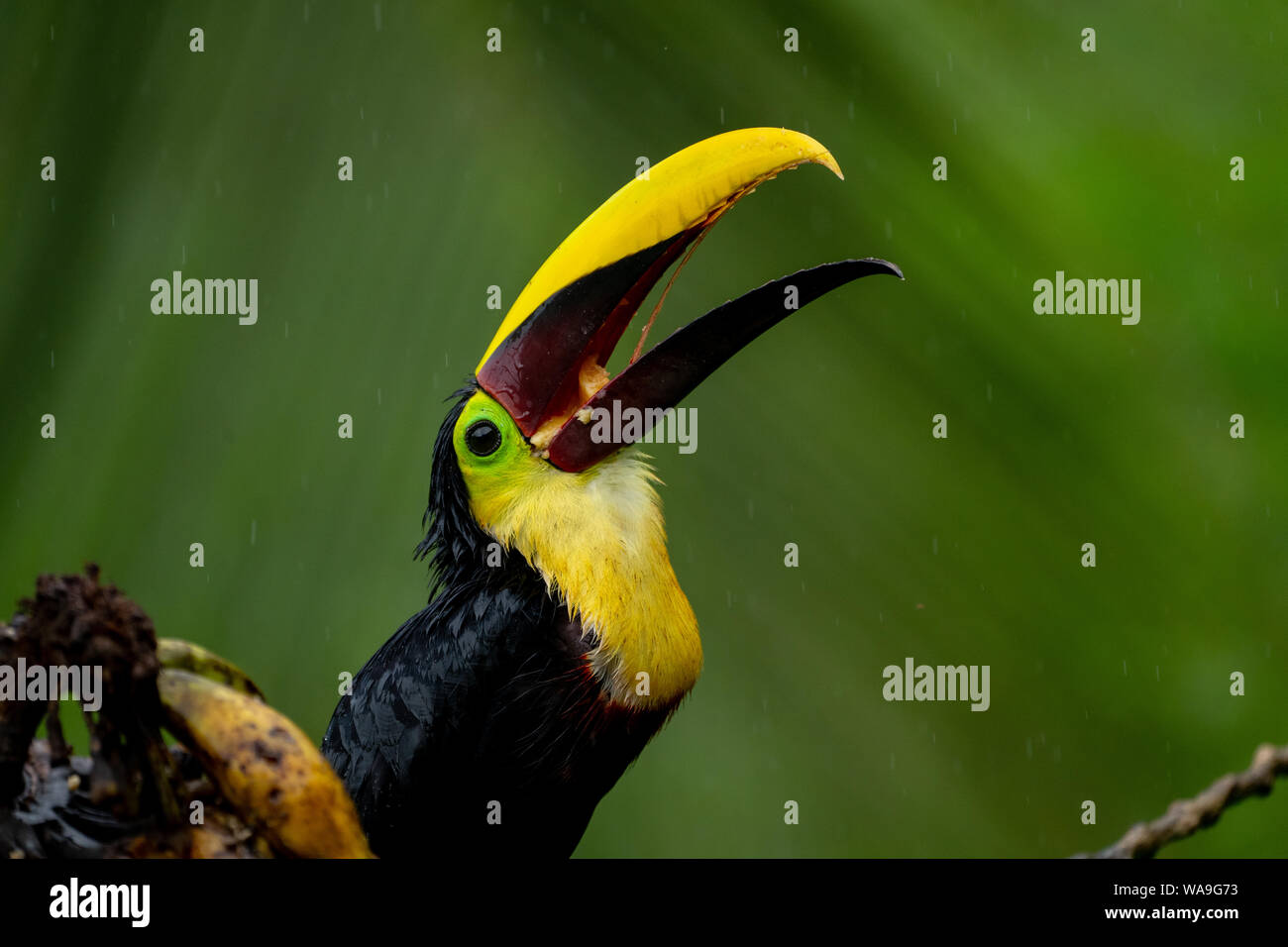 Black -mandibled Toucan (Ramphastos swainsonii Stock Photo - Alamy