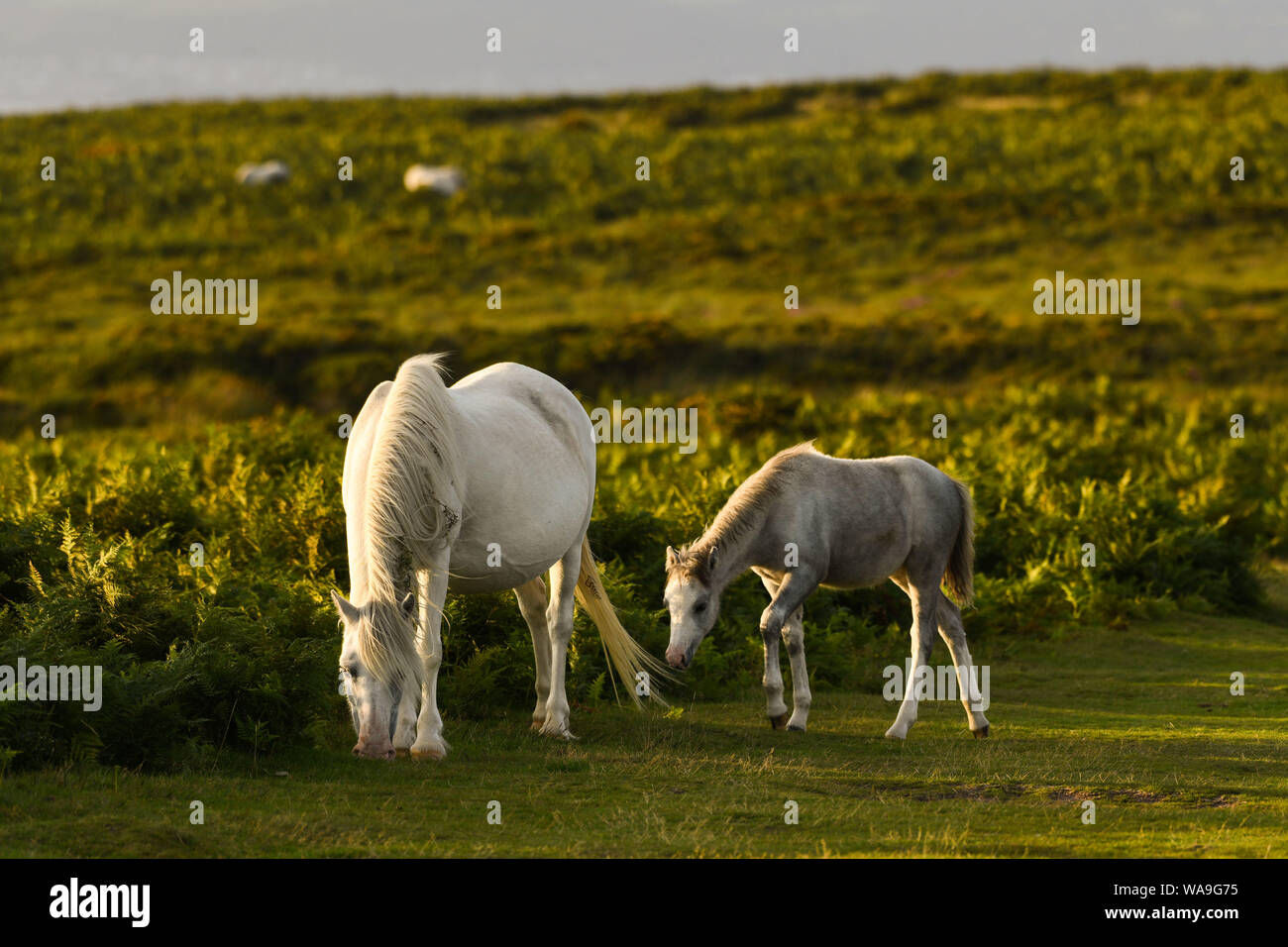 Gower Peninsular, Wales, UK. Monday 19th August 2019. Wild ponies are ...