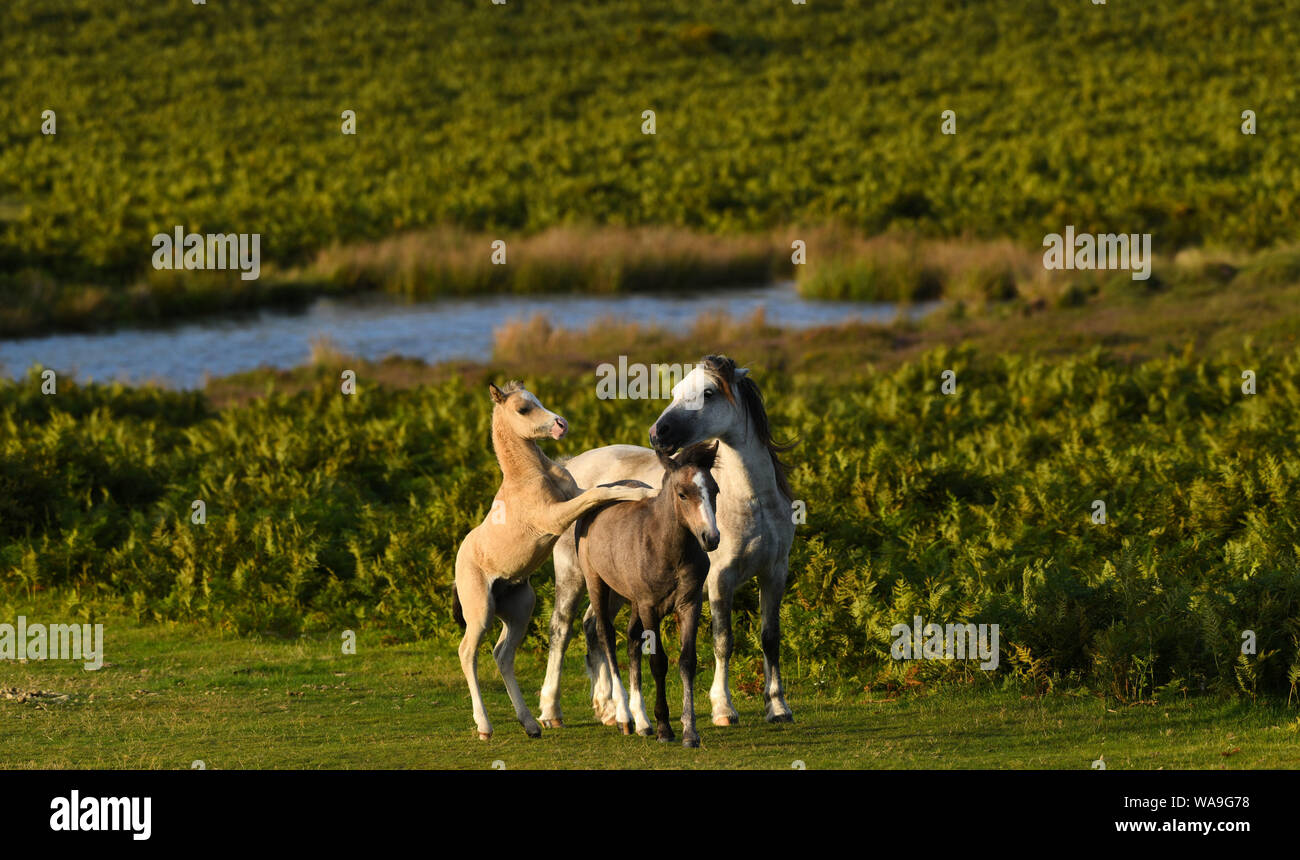 Gower Peninsular, Wales, UK. Monday 19th August 2019. Wild ponies are ...
