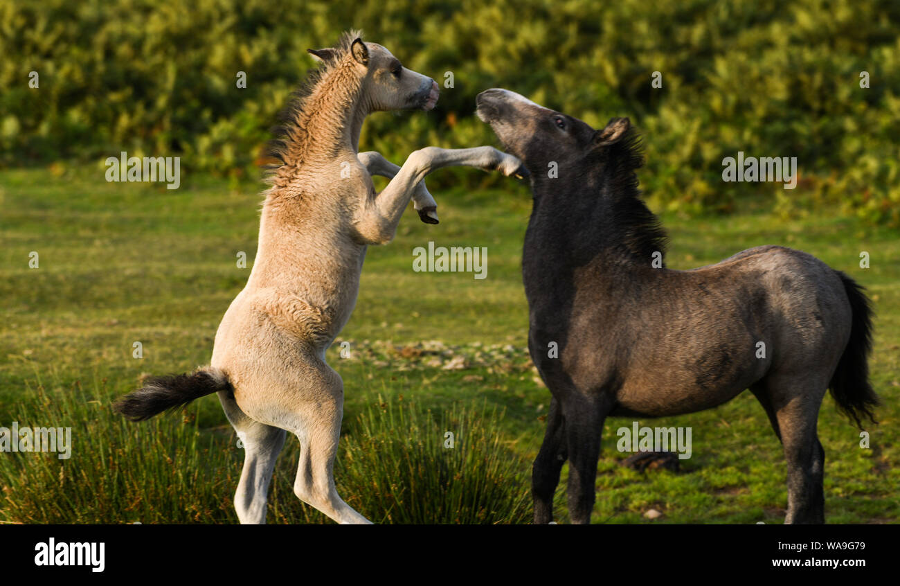 Gower Peninsular, Wales, UK. Monday 19th August 2019. Wild ponies are ...