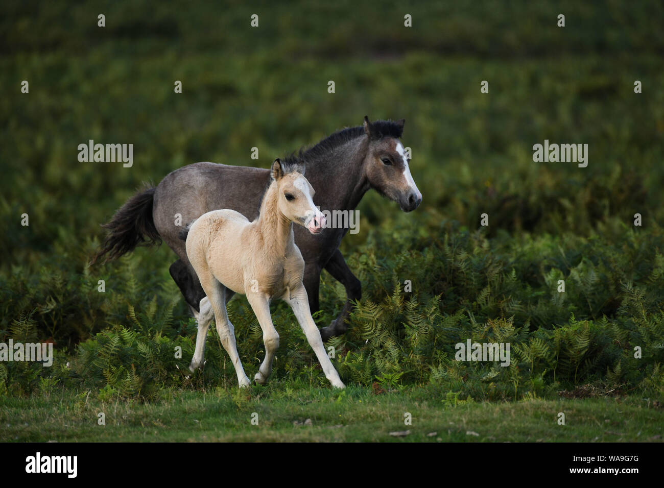 Gower Peninsular, Wales, UK. Monday 19th August 2019. Wild ponies are ...