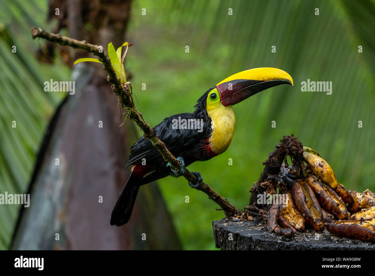 Black -mandibled Toucan (Ramphastos swainsonii Stock Photo - Alamy