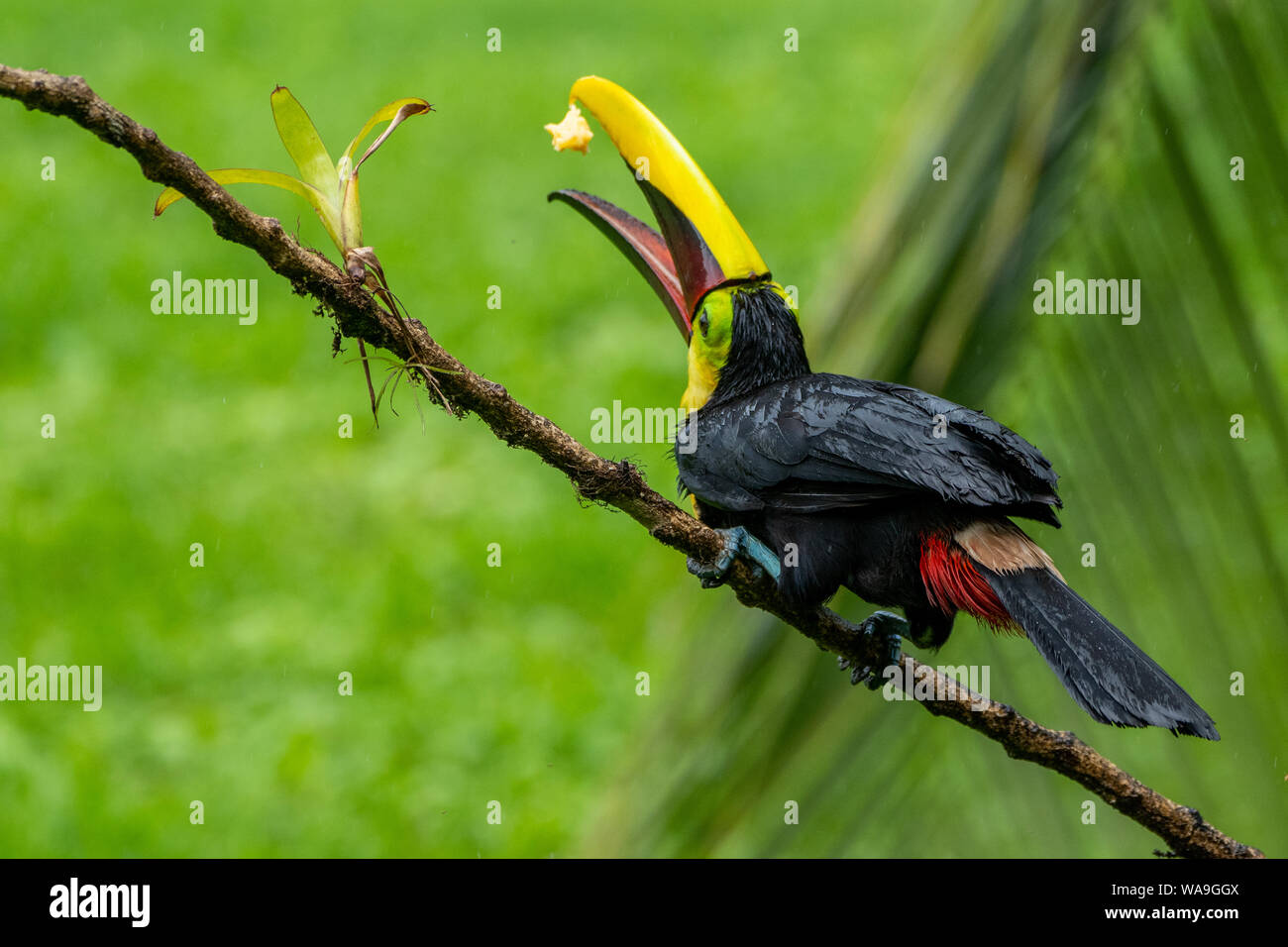 Black -mandibled Toucan (Ramphastos swainsonii Stock Photo - Alamy