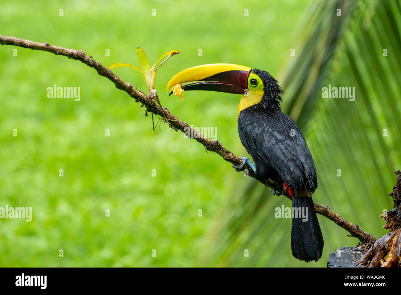 Black -mandibled Toucan (Ramphastos swainsonii Stock Photo - Alamy