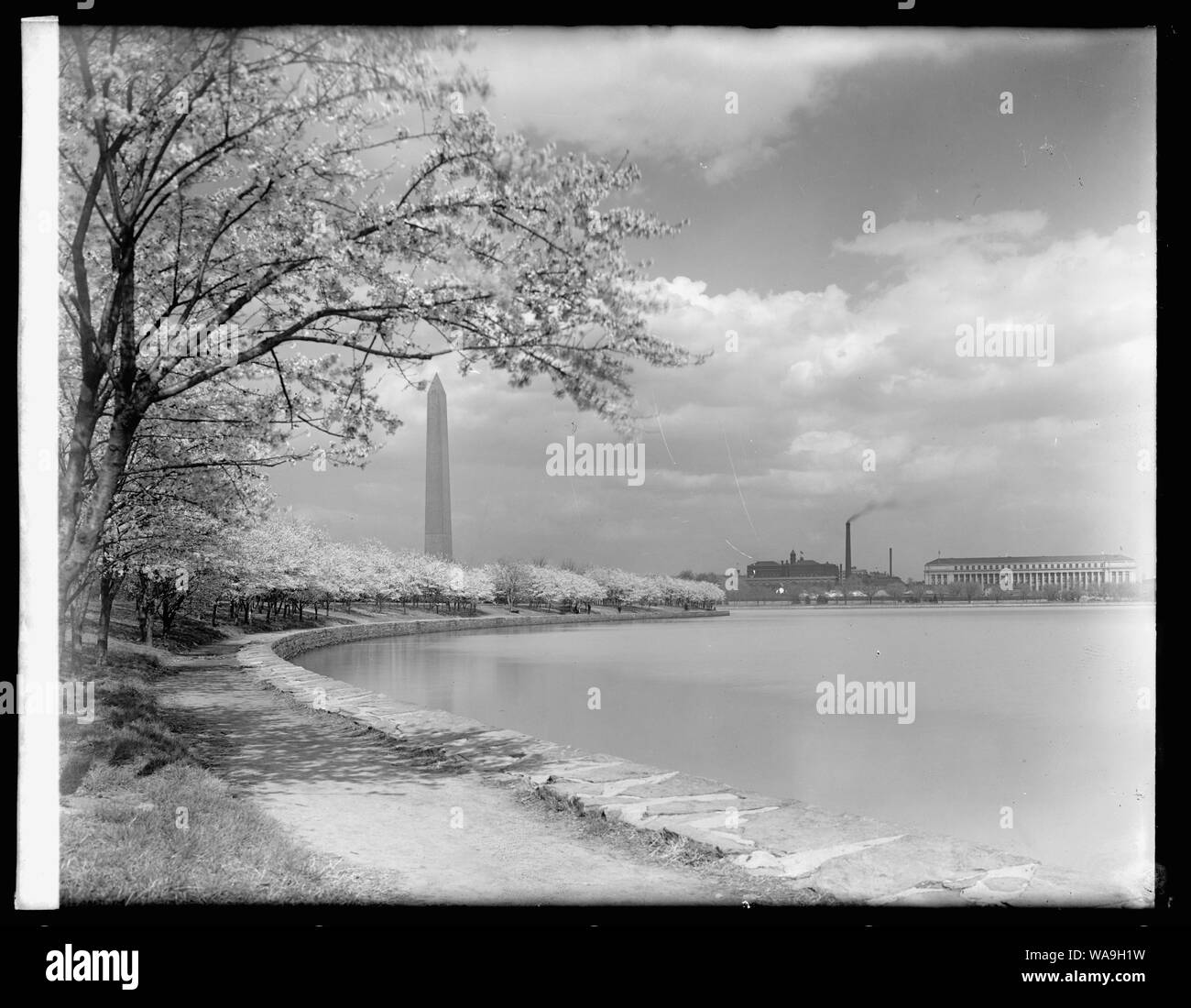 Cherry trees, [Washington, D.C.] Stock Photo - Alamy