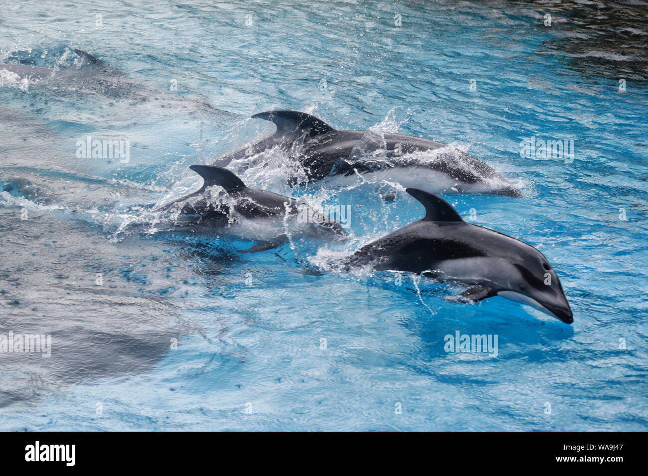 Three pacific white-sided dolphin cubs and its mother play and perform ...