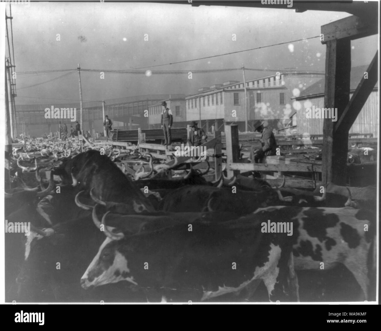 Chicago stock yards Stock Photo - Alamy